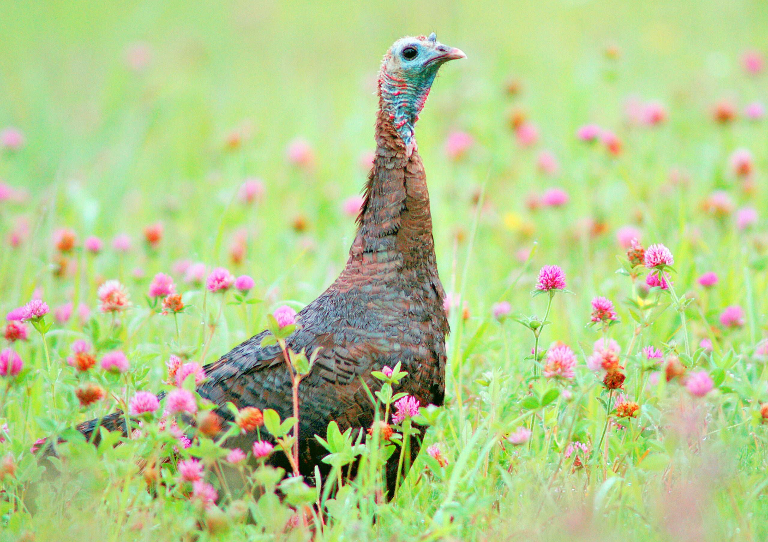 The National Wild Turkey Federation - The National Wild Turkey Federation