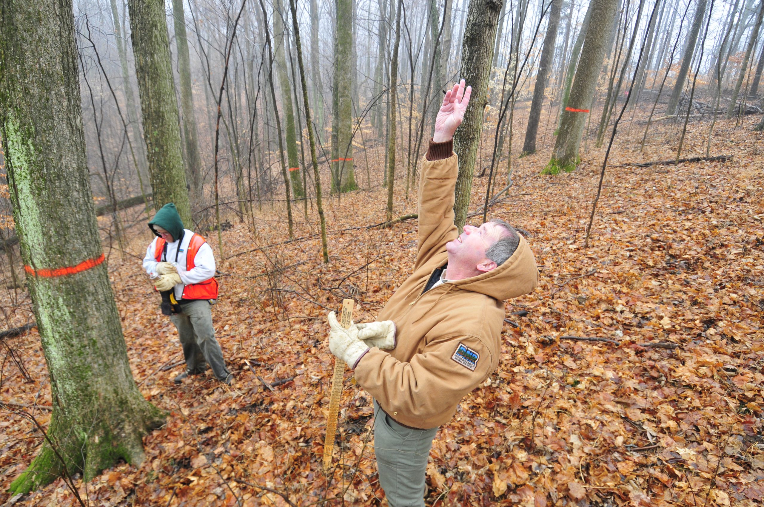 NWTF Indiana Allocates $93K to State Forest Habitat Enhancements - The ...