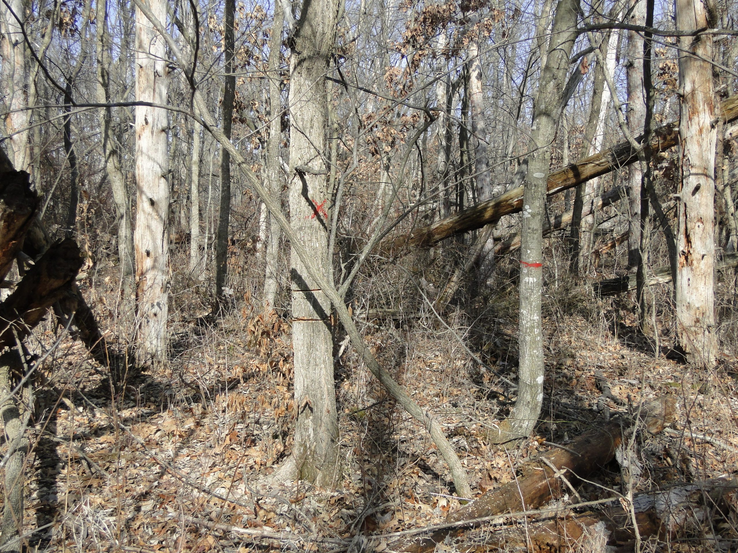 NWTF Partners with Iowa DNR for Habitat Enhancement - The National Wild ...