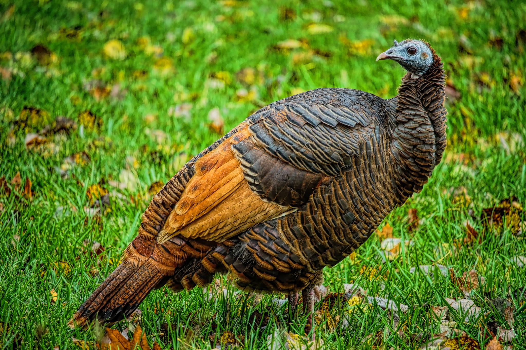 Partners Establish Groundbreaking New Collaborative: WildturkeyDNA ...