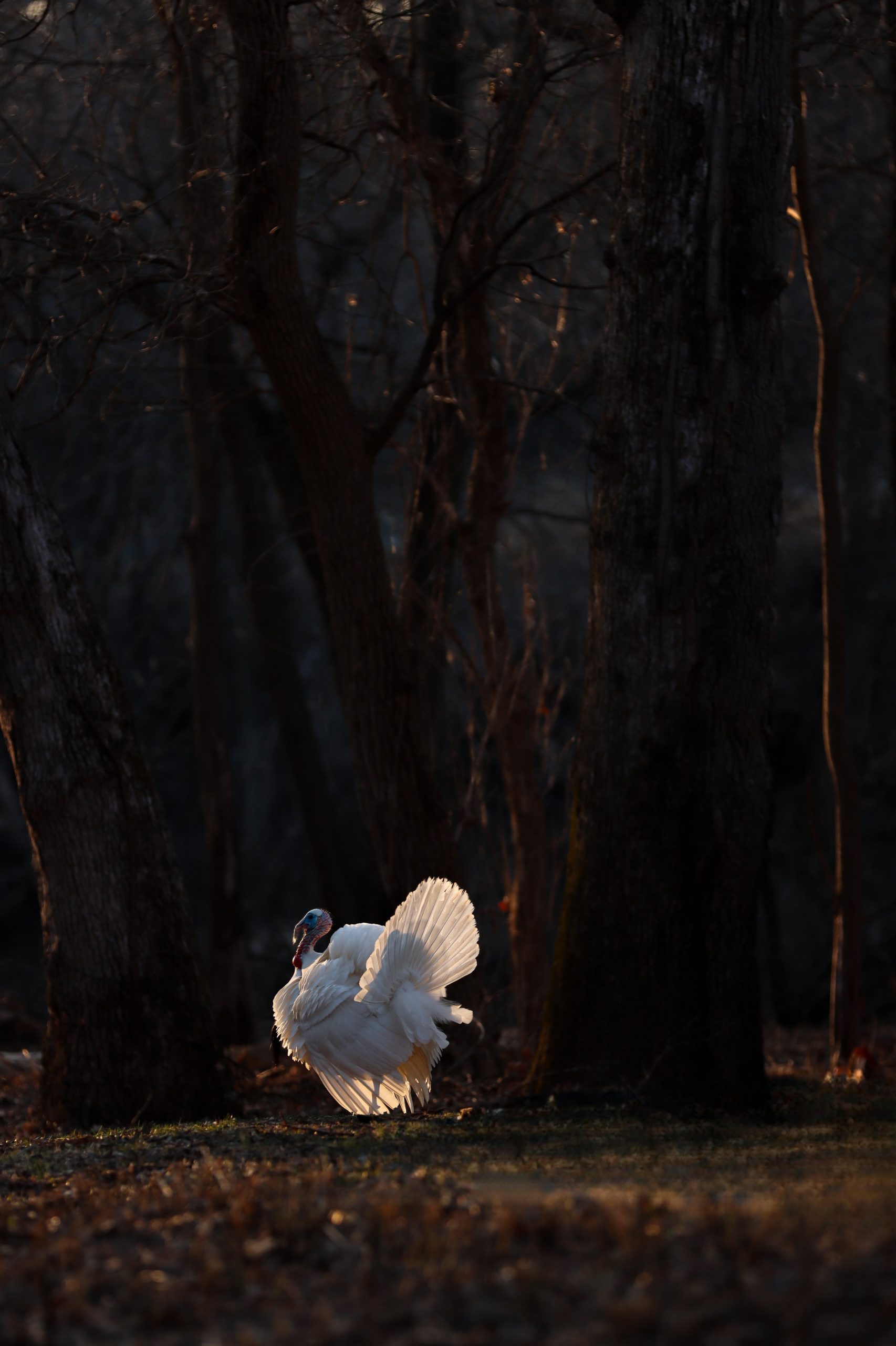 Partners Establish Groundbreaking New Collaborative: WildturkeyDNA ...