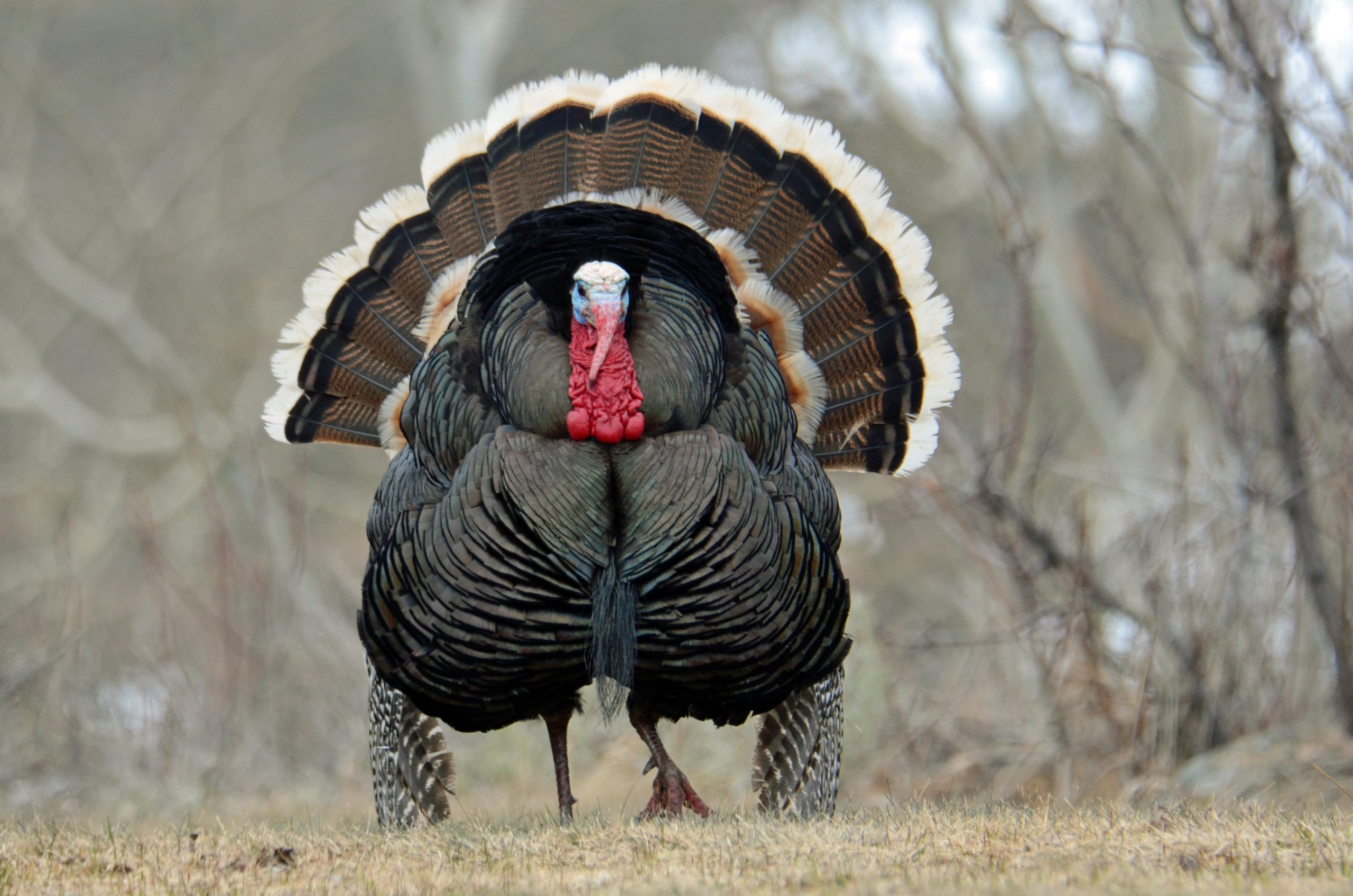 Behind The Bird: History And Conservation Of The Merriam’s Wild Turkey ...