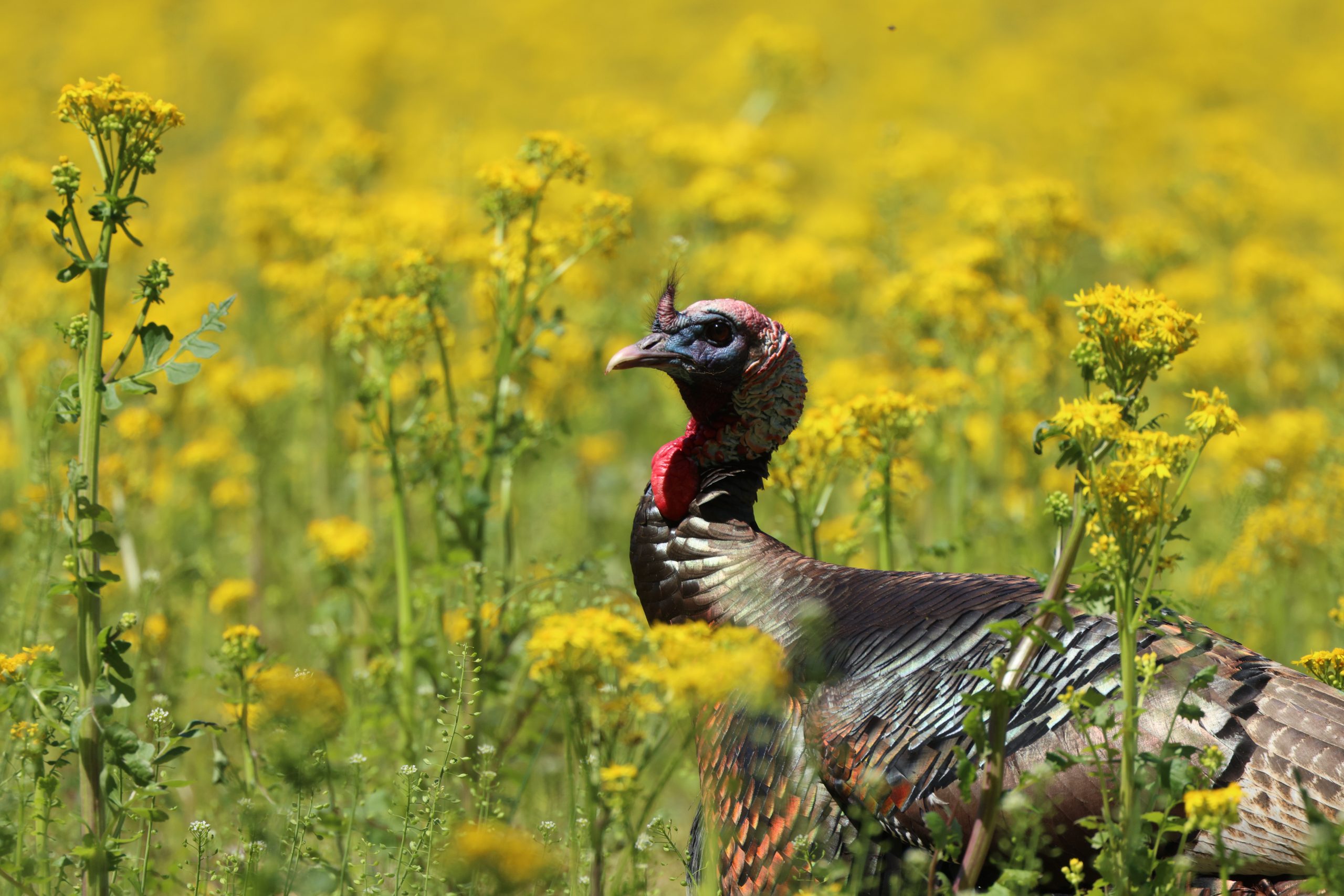 Butterfly Effect: How Pollinators Impact Wild Turkeys and the World ...