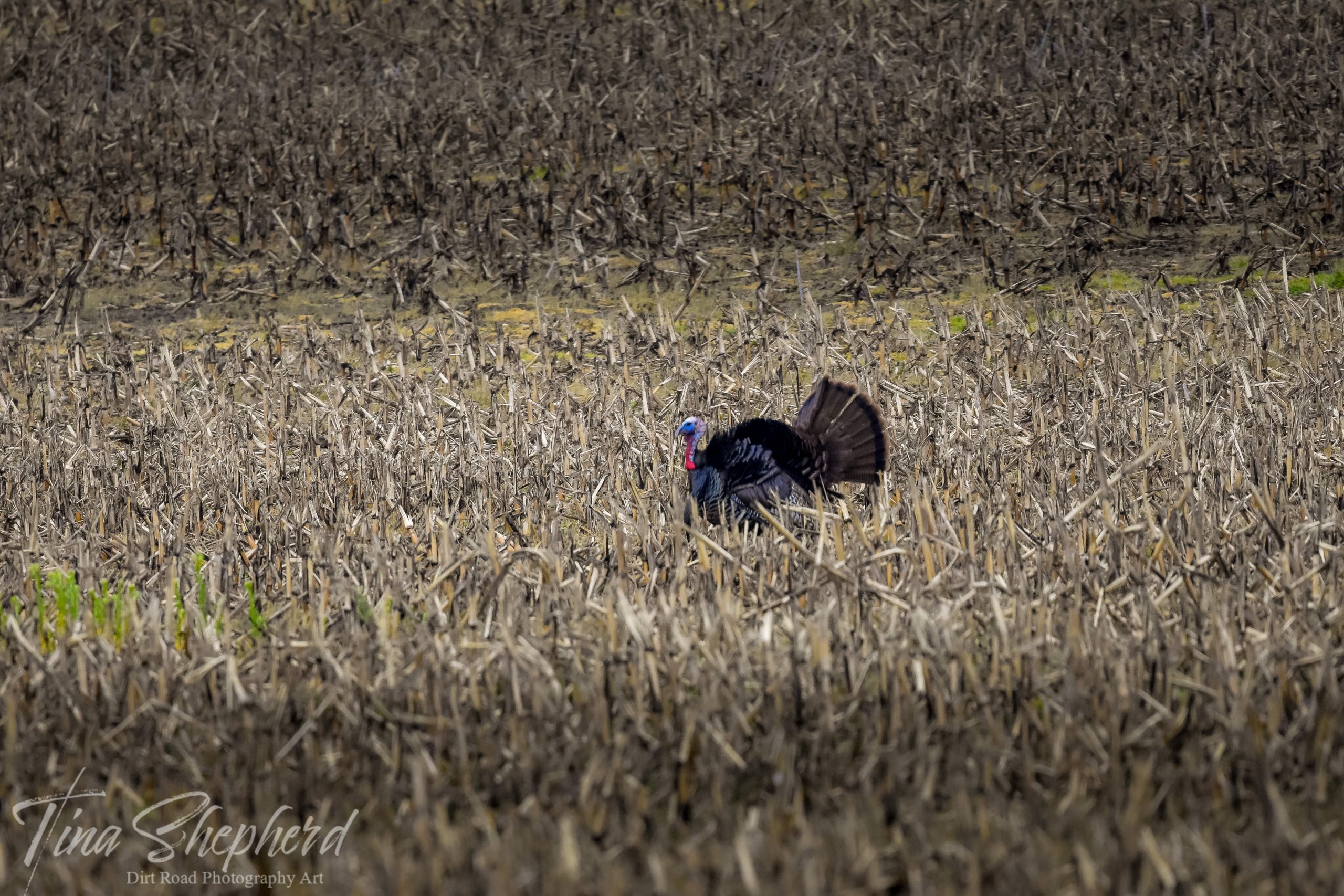 Mass Hysteria - The National Wild Turkey Federation