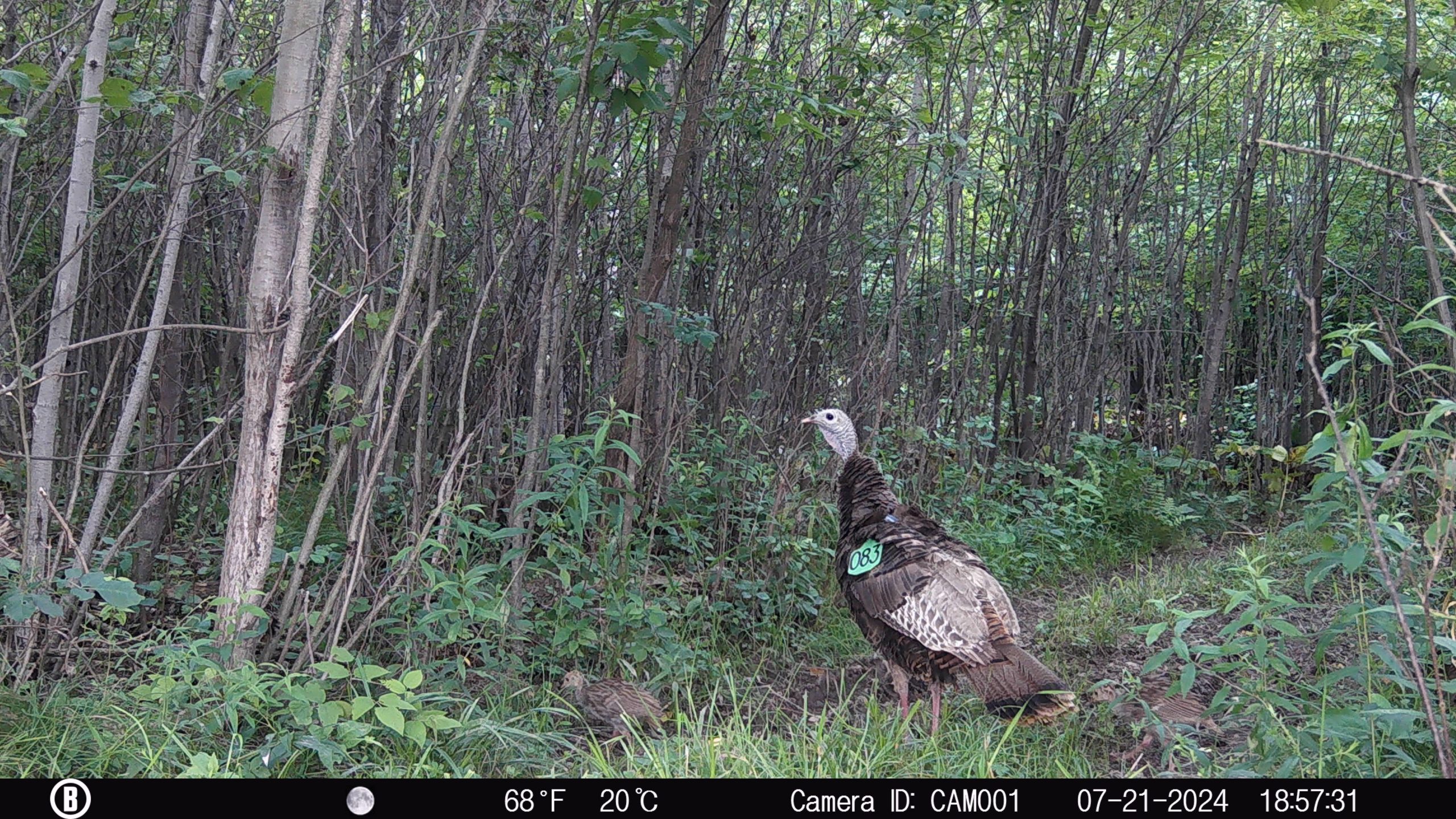 Wisconsin DNR Expands Turkey Research with Trapping and GPS Tracking ...