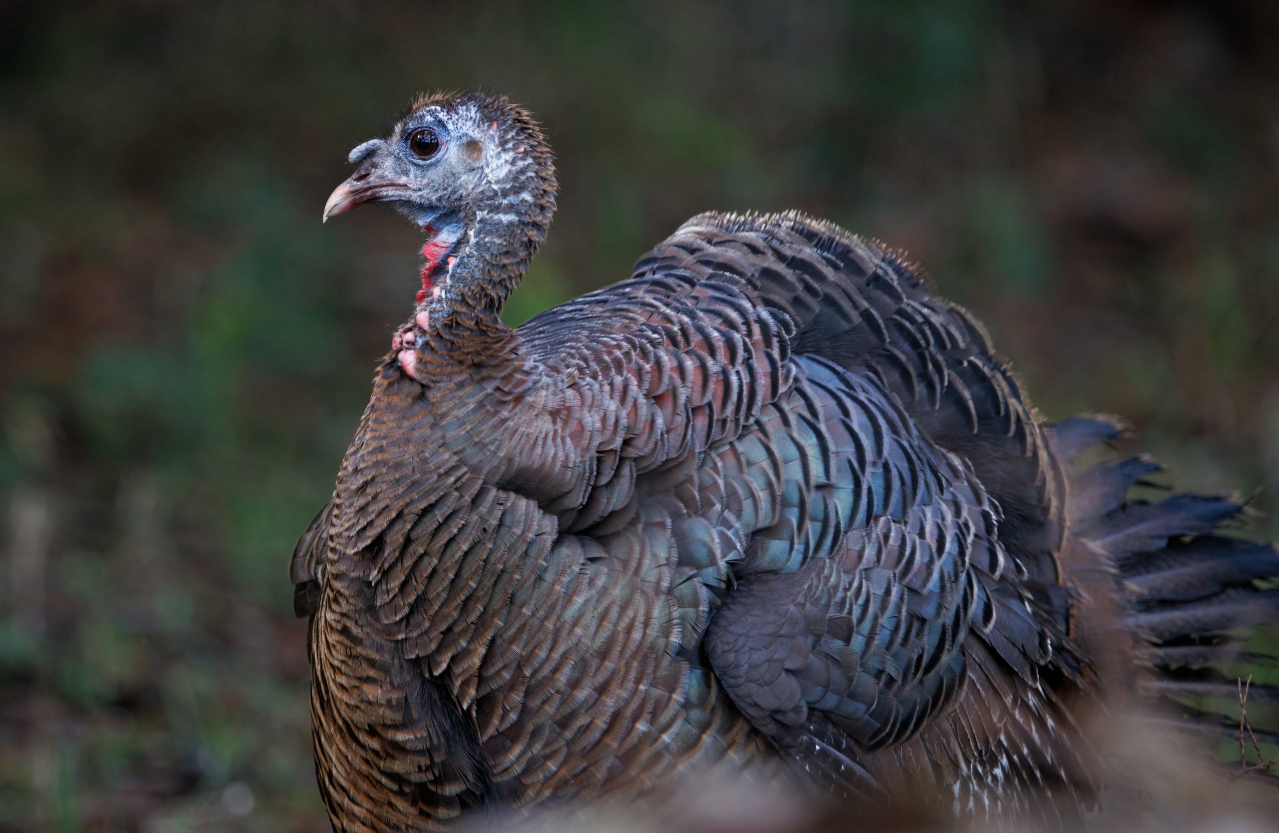 Pennsylvania State Chapter - The National Wild Turkey Federation