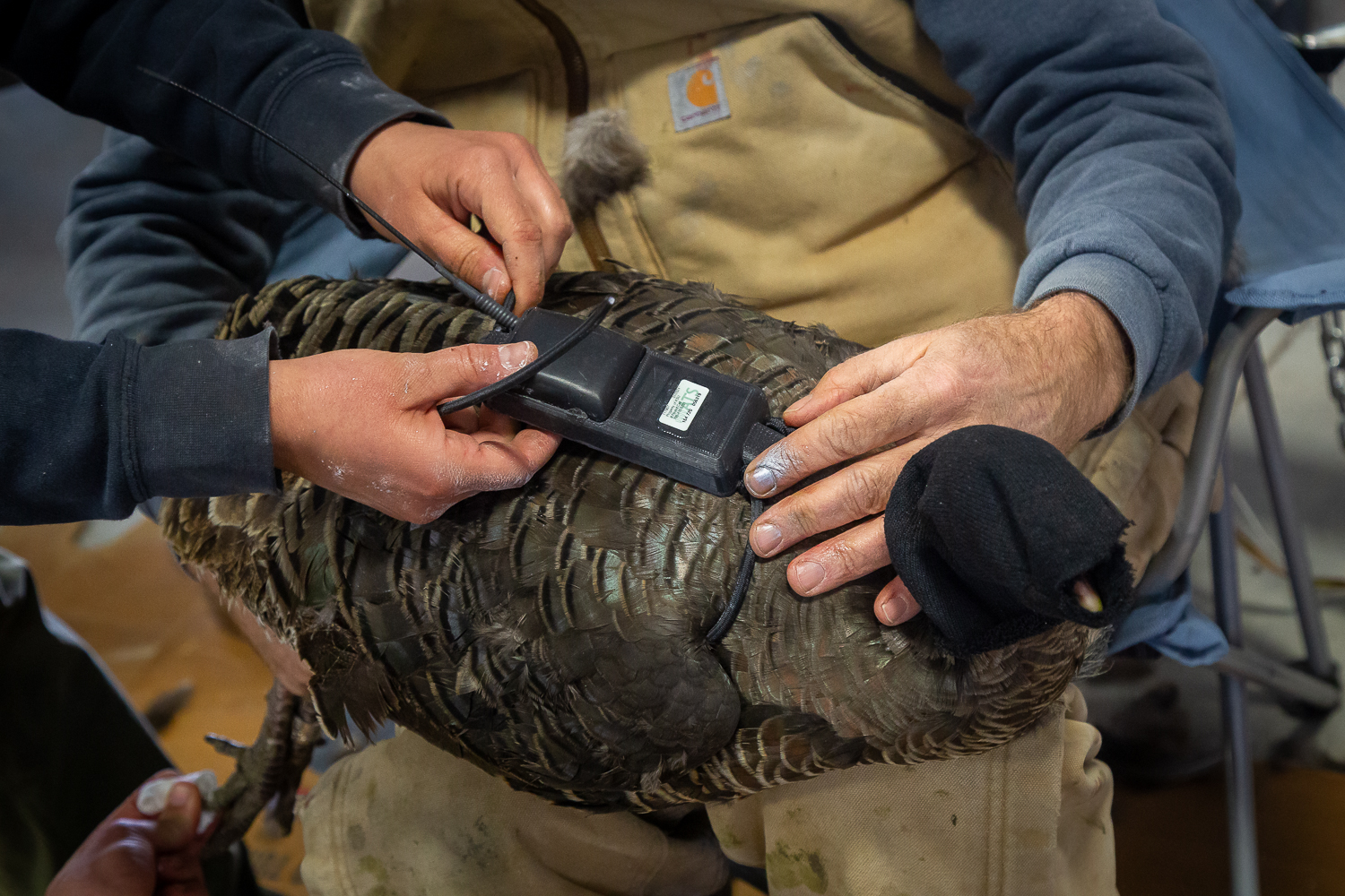Ongoing Wild Turkey Research Seeks to Better Understand Predator ...