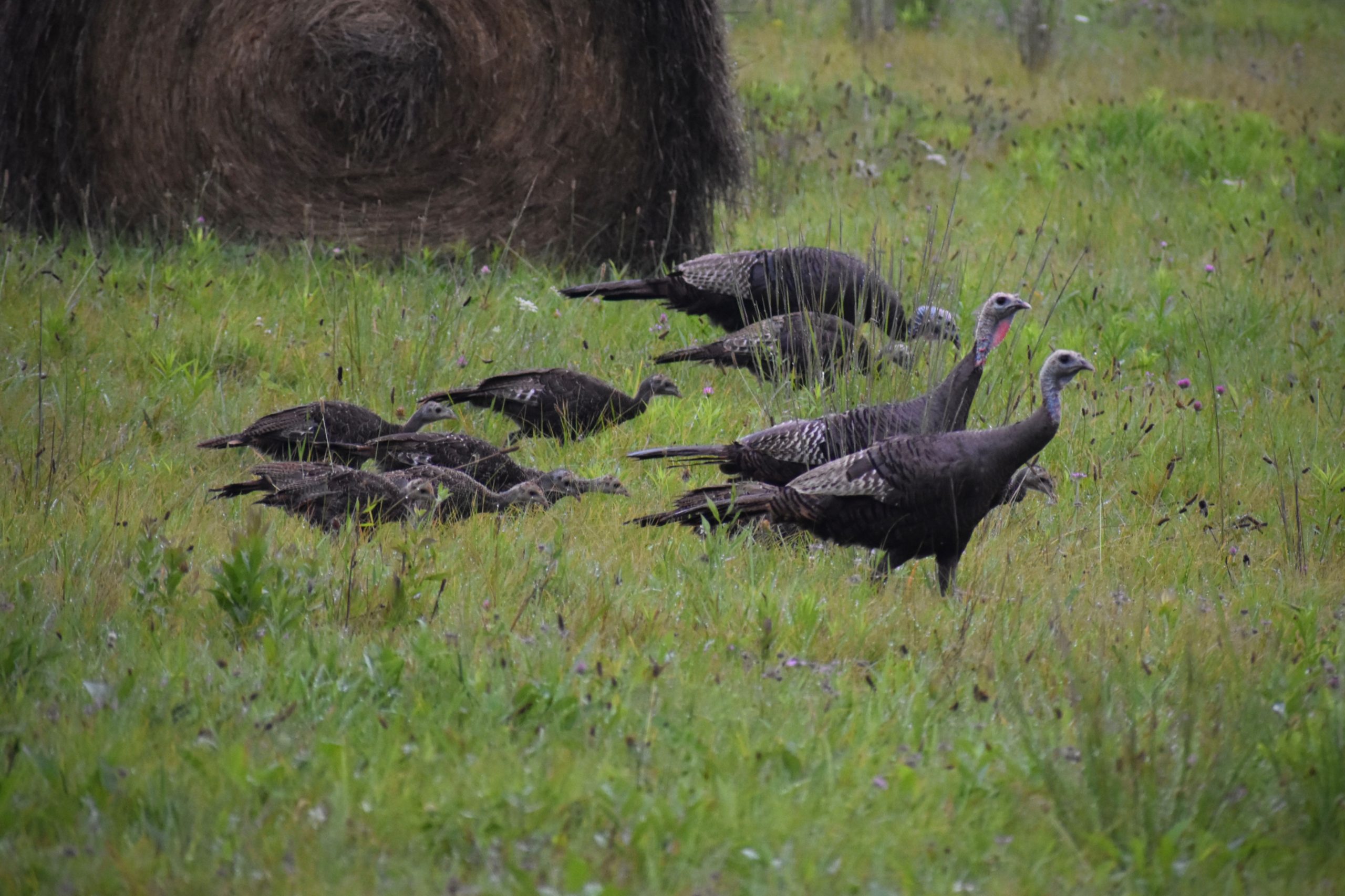 Support the Reauthorization of Knowles-Nelson Stewardship Program - The ...