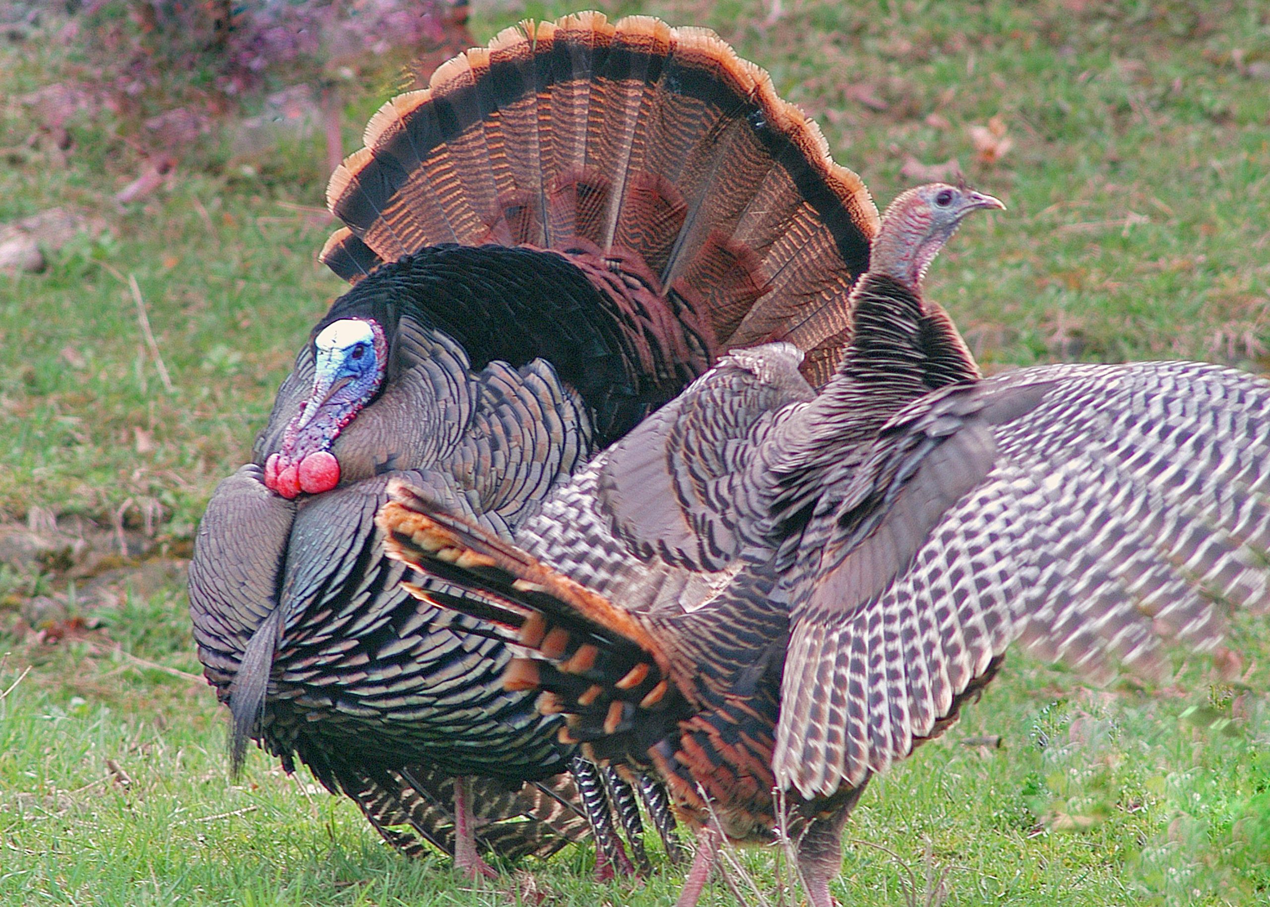 Wild Science: Winging It - The National Wild Turkey Federation
