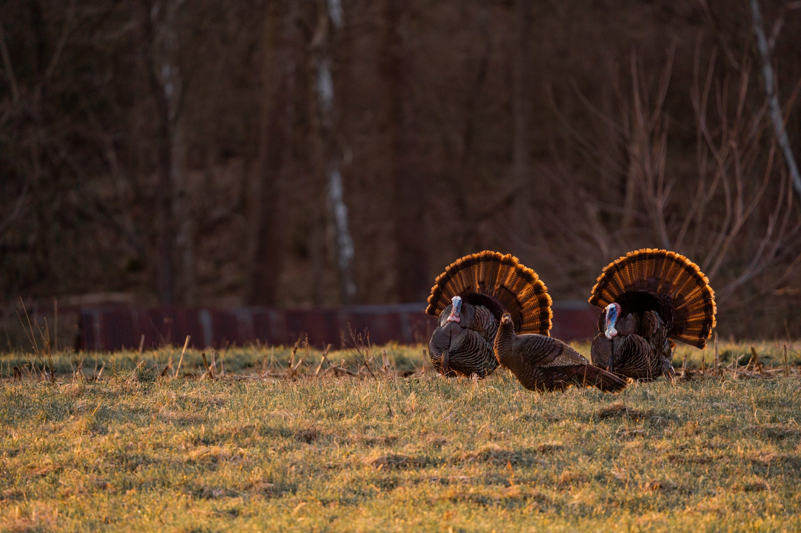 The National Wild Turkey Federation - The National Wild Turkey Federation