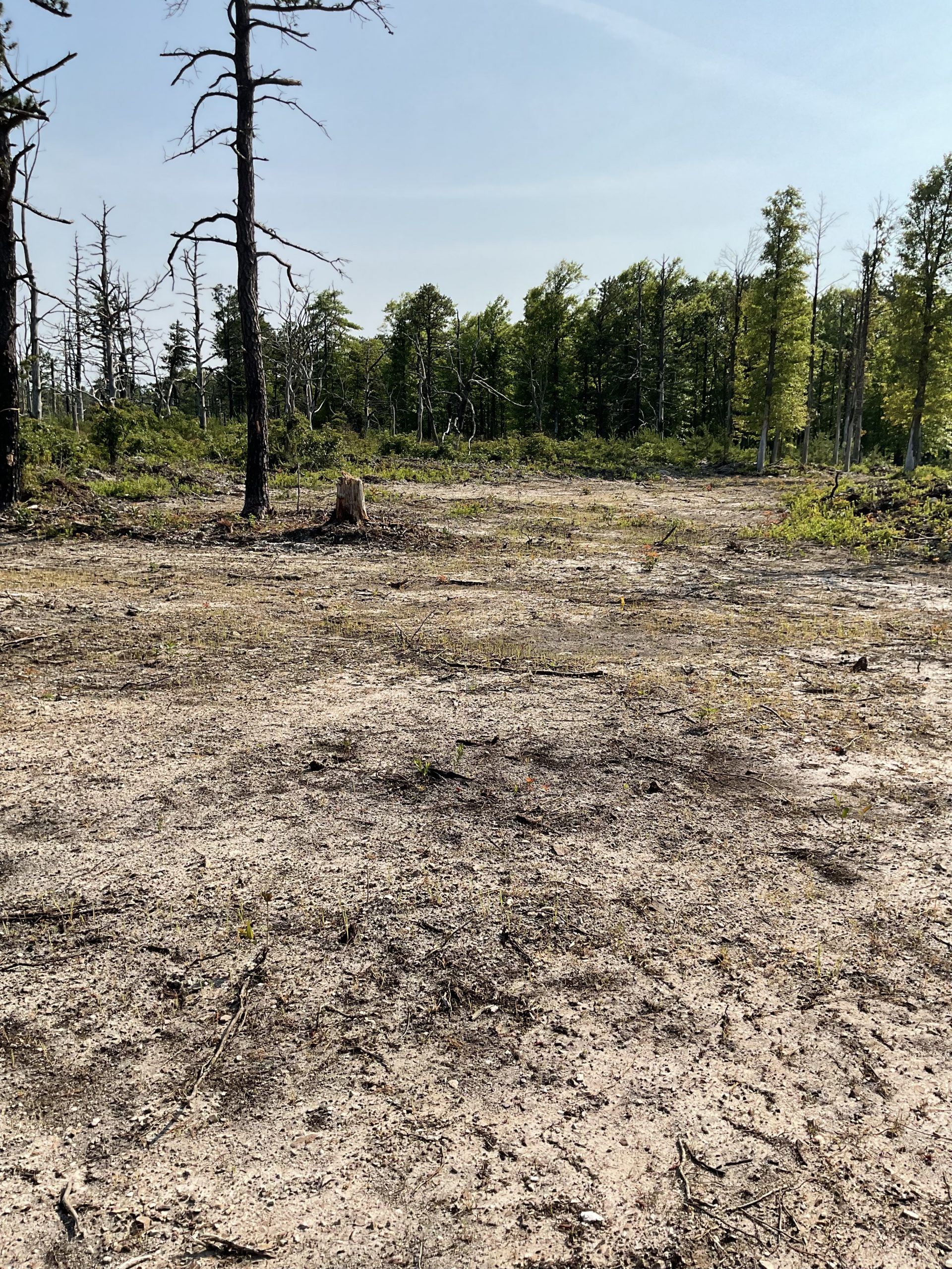 Michaux State Forest Restoration Project Plans to Enhance Habitat ...