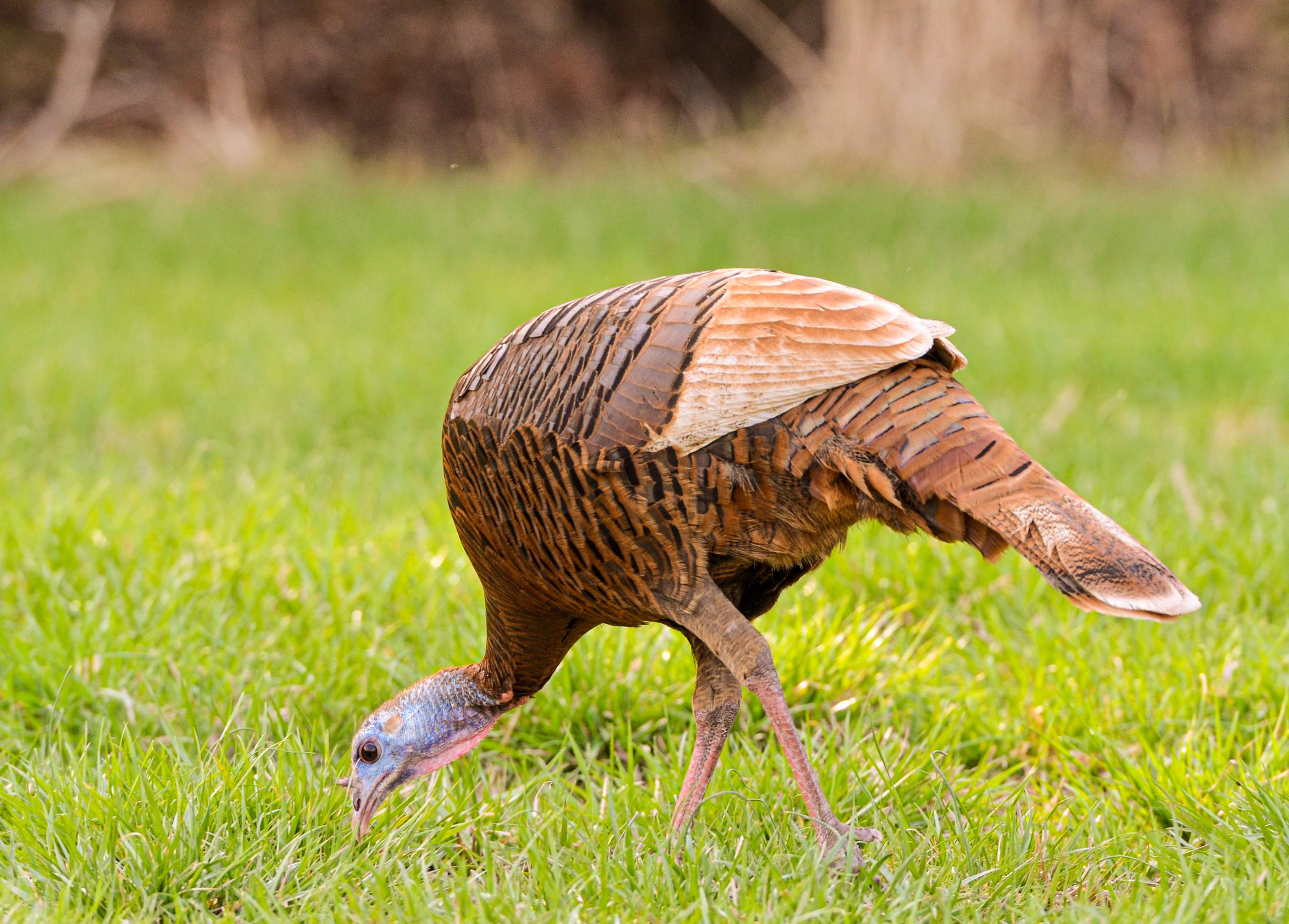 The Importance of Insects to Wild Turkeys - The National Wild Turkey ...