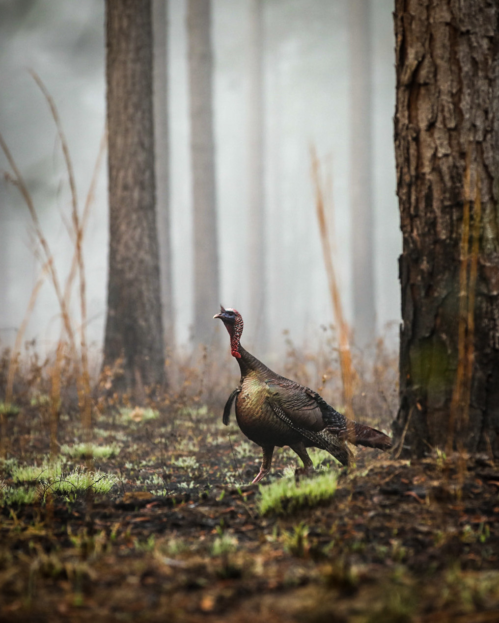 The National Wild Turkey Federation - The National Wild Turkey Federation