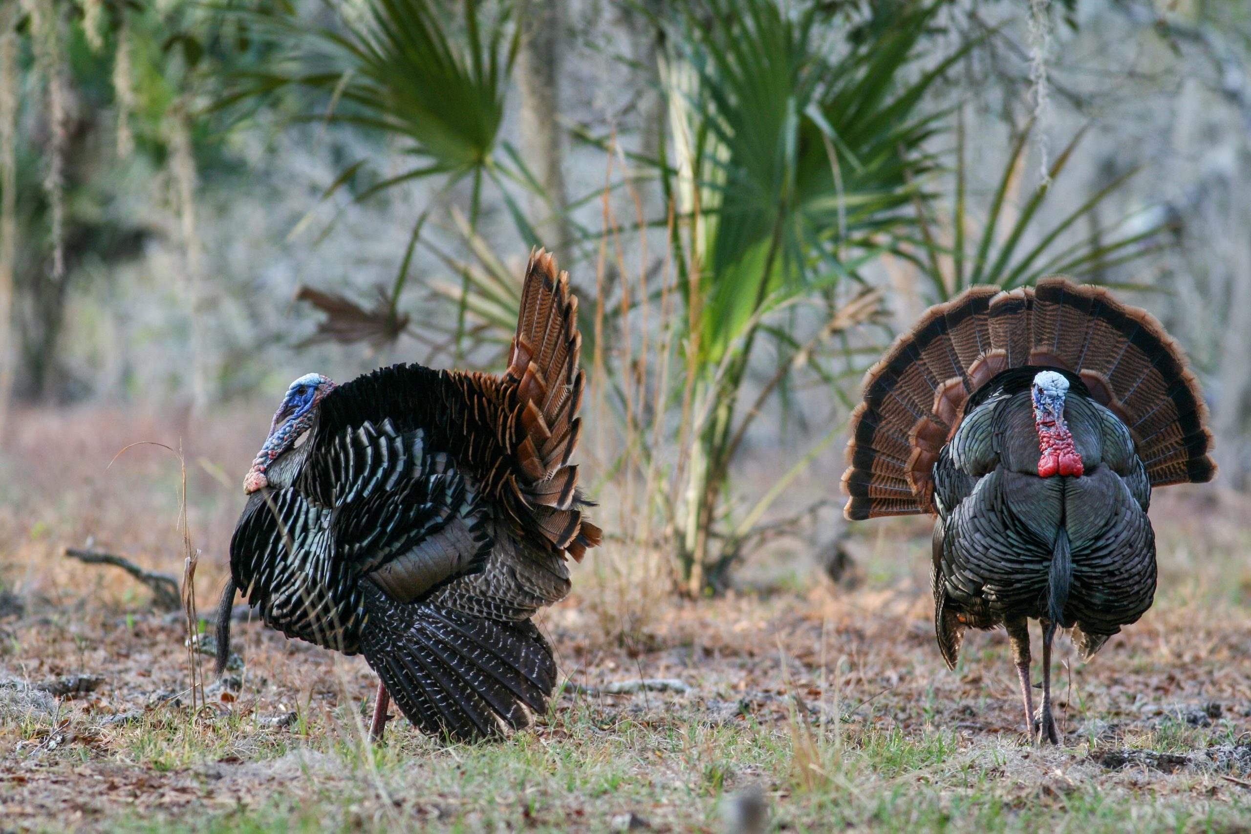 Florida Deputy Cited for Out-of-Season Turkey Hunting on Wildlife ...