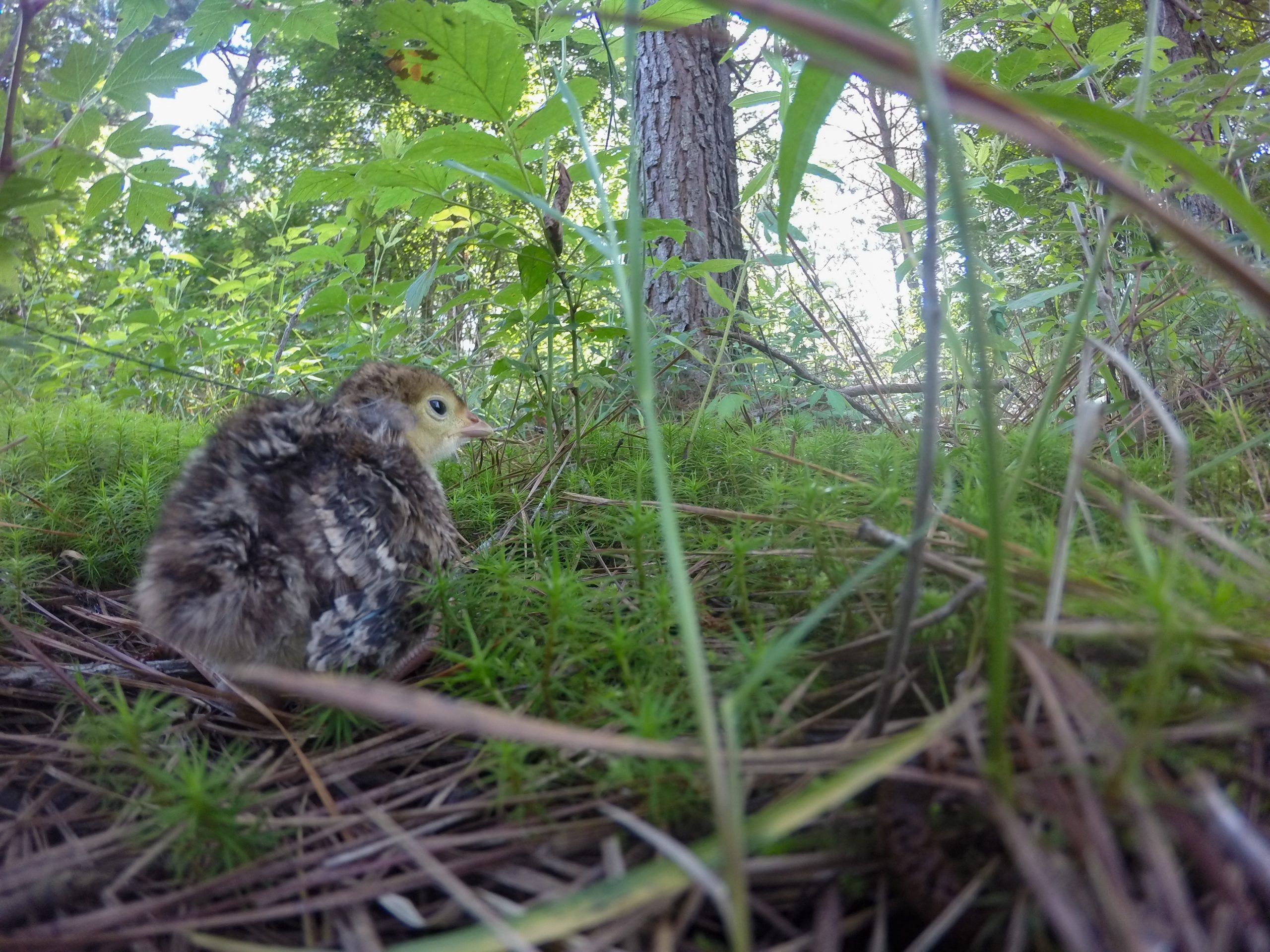 NWTF Opens Door for More Wild Turkey Research - The National Wild ...