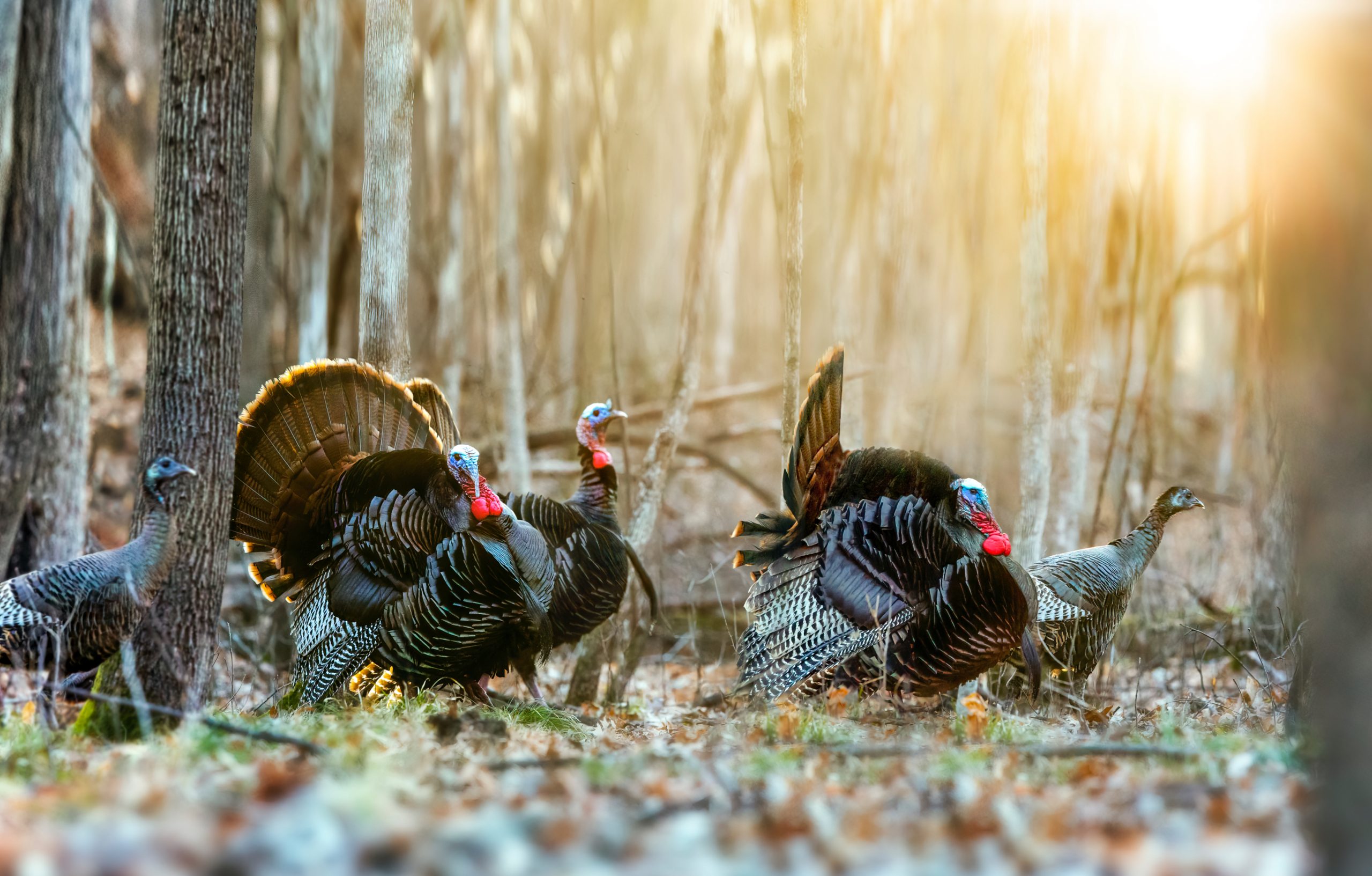 Arkansas State Chapter,AR - The National Wild Turkey Federation