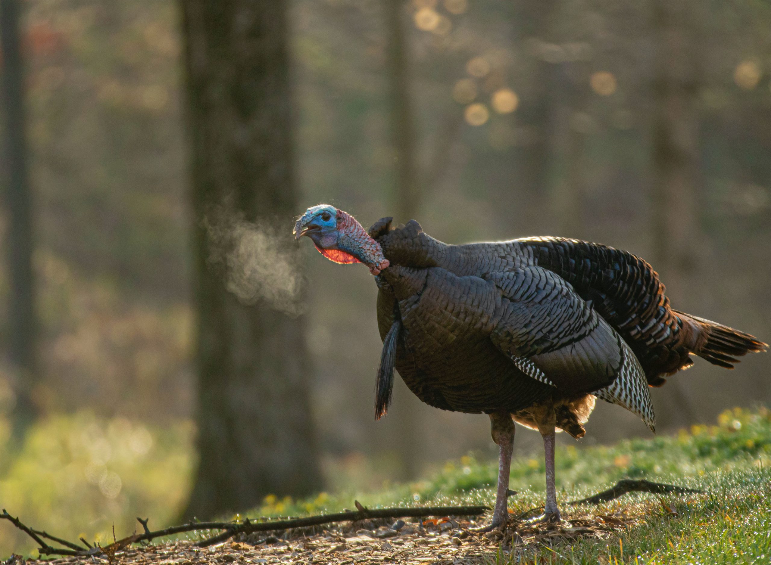 A Look Back at “Original” Wild Turkeys - The National Wild Turkey ...