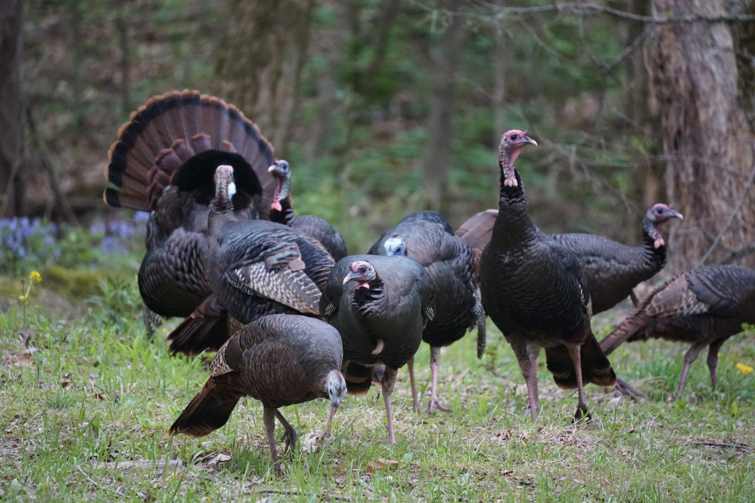 Integrating Data Sources to Quantify Wild Turkey Abundance - The ...