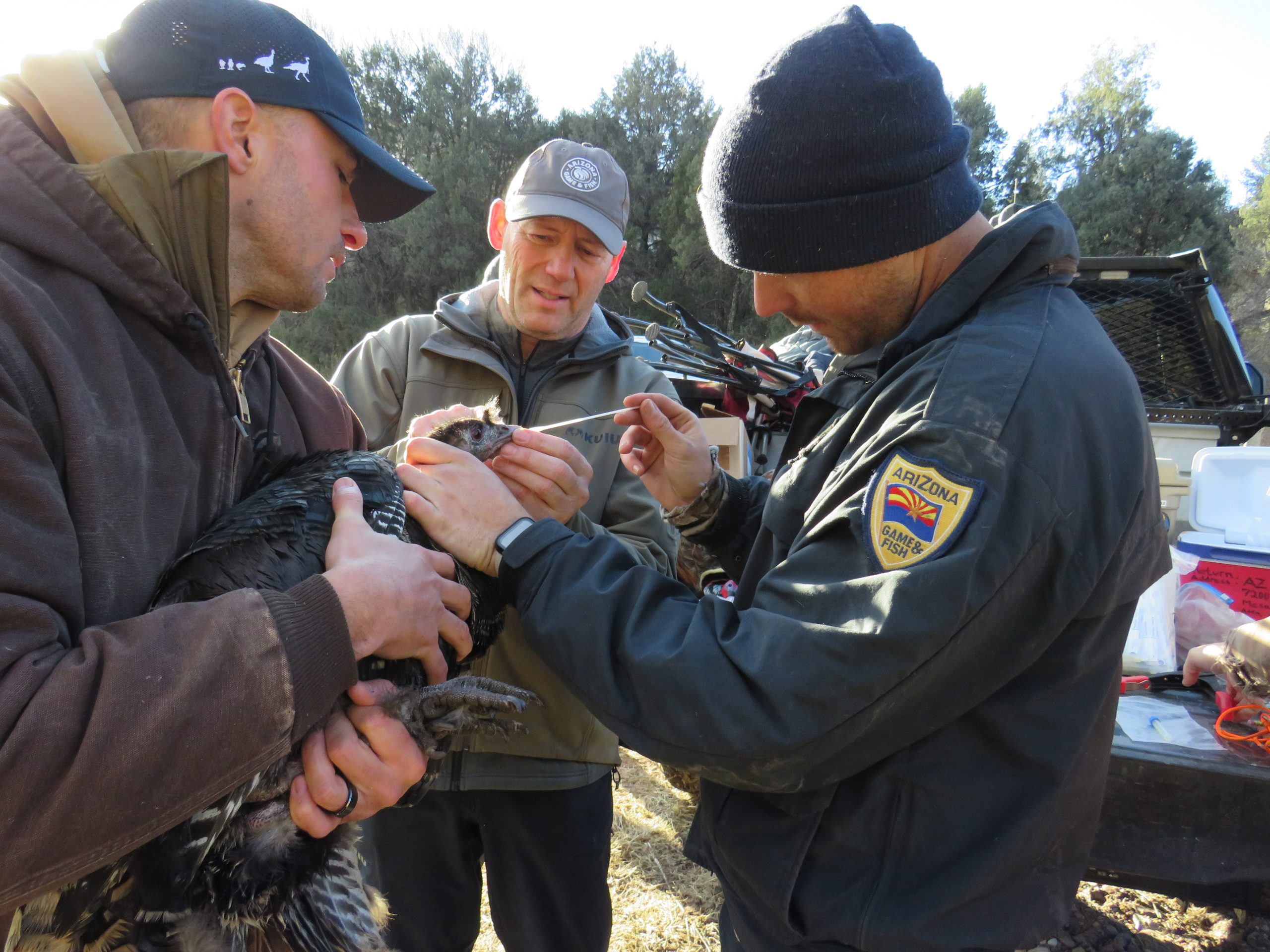 Revolutionizing Turkey Conservation in Arizona: How GPS Tech and Soft ...