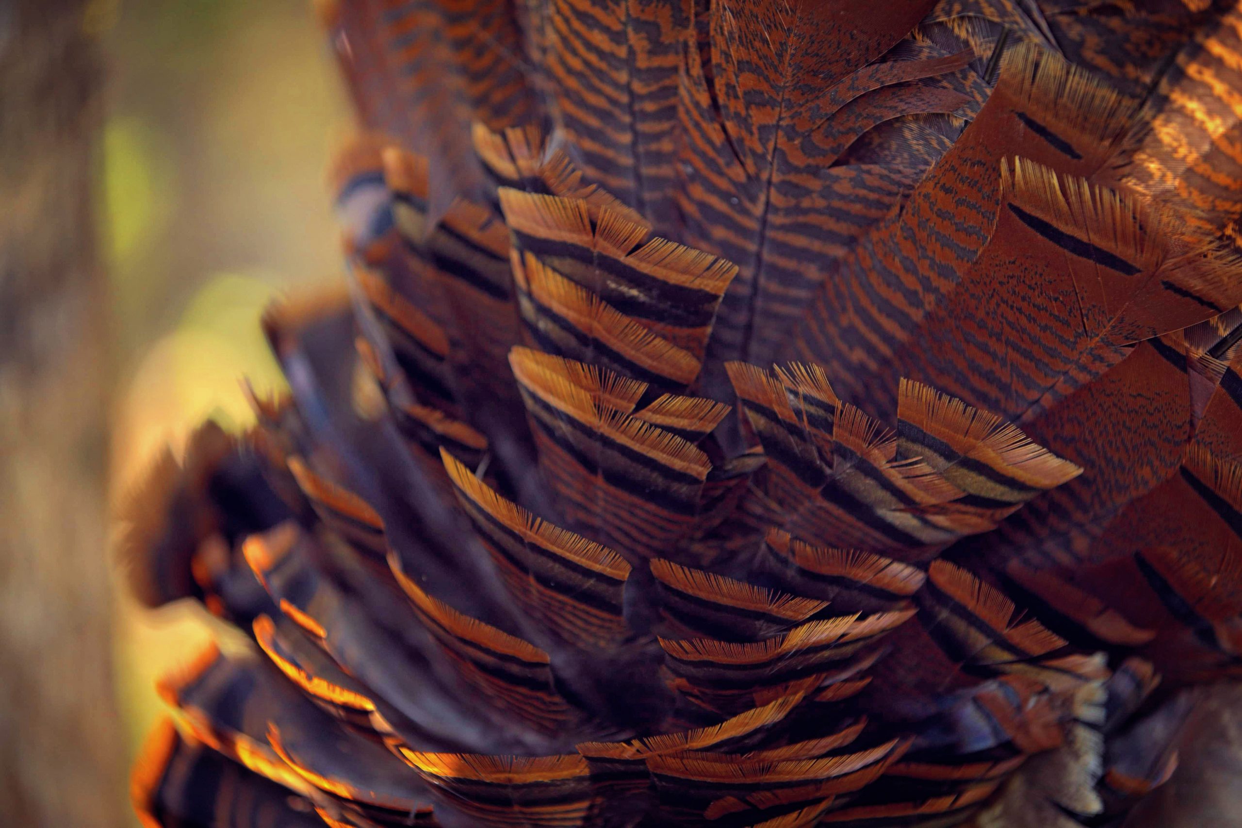 Local Michigan NWTF Chapter and Partners Hold Wild Food Walk and ...