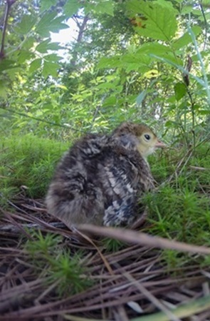 NWTF Opens Door for More Wild Turkey Research - The National Wild ...