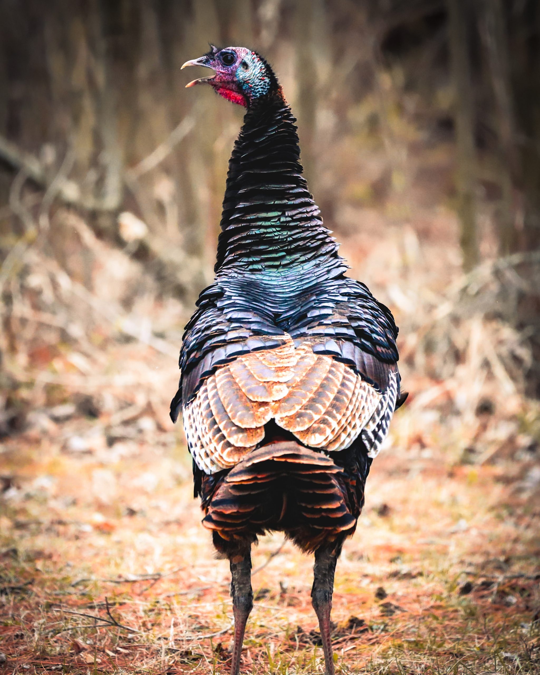 Ask Dr. Tom: Vocal Recognition in Wild Turkeys - The National Wild ...