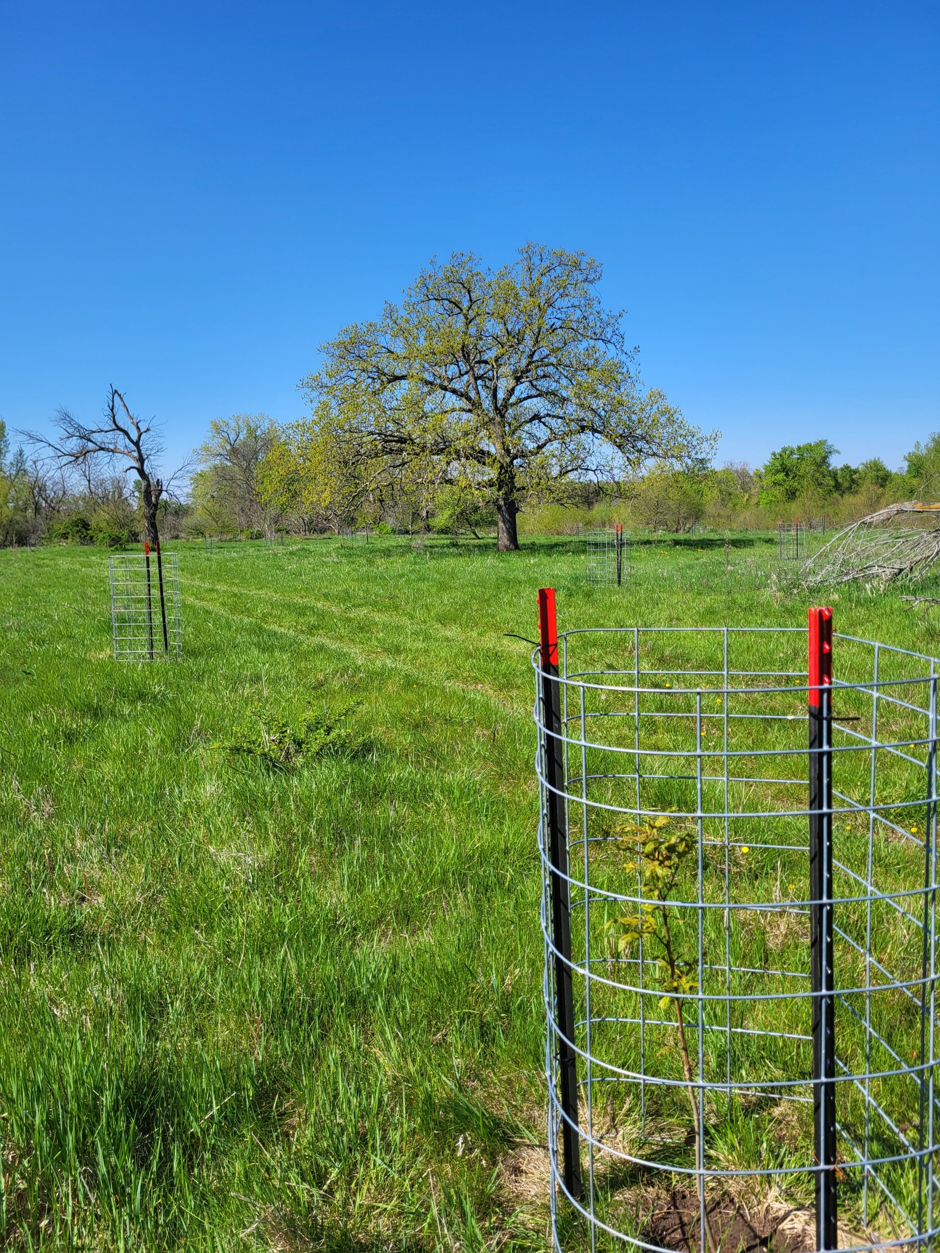 Phase Six of Wapsi River Bottoms Open Oak Woodland Restoration Complete - The National Wild ...