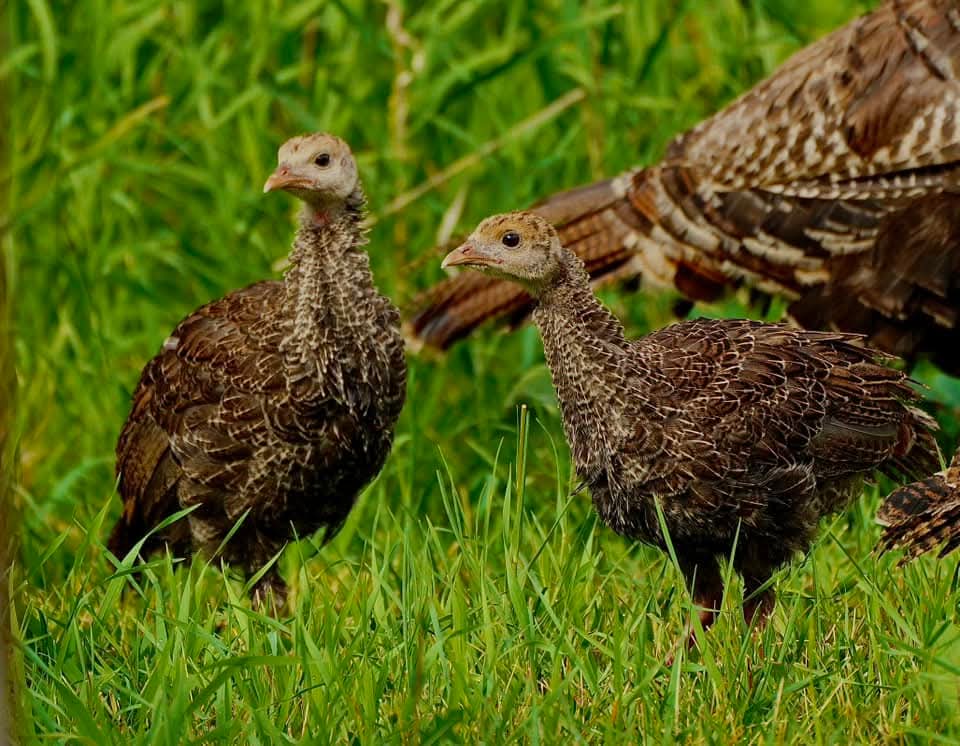 Reconnect with Nature and Your Favorite Game Bird Through the Lens ...