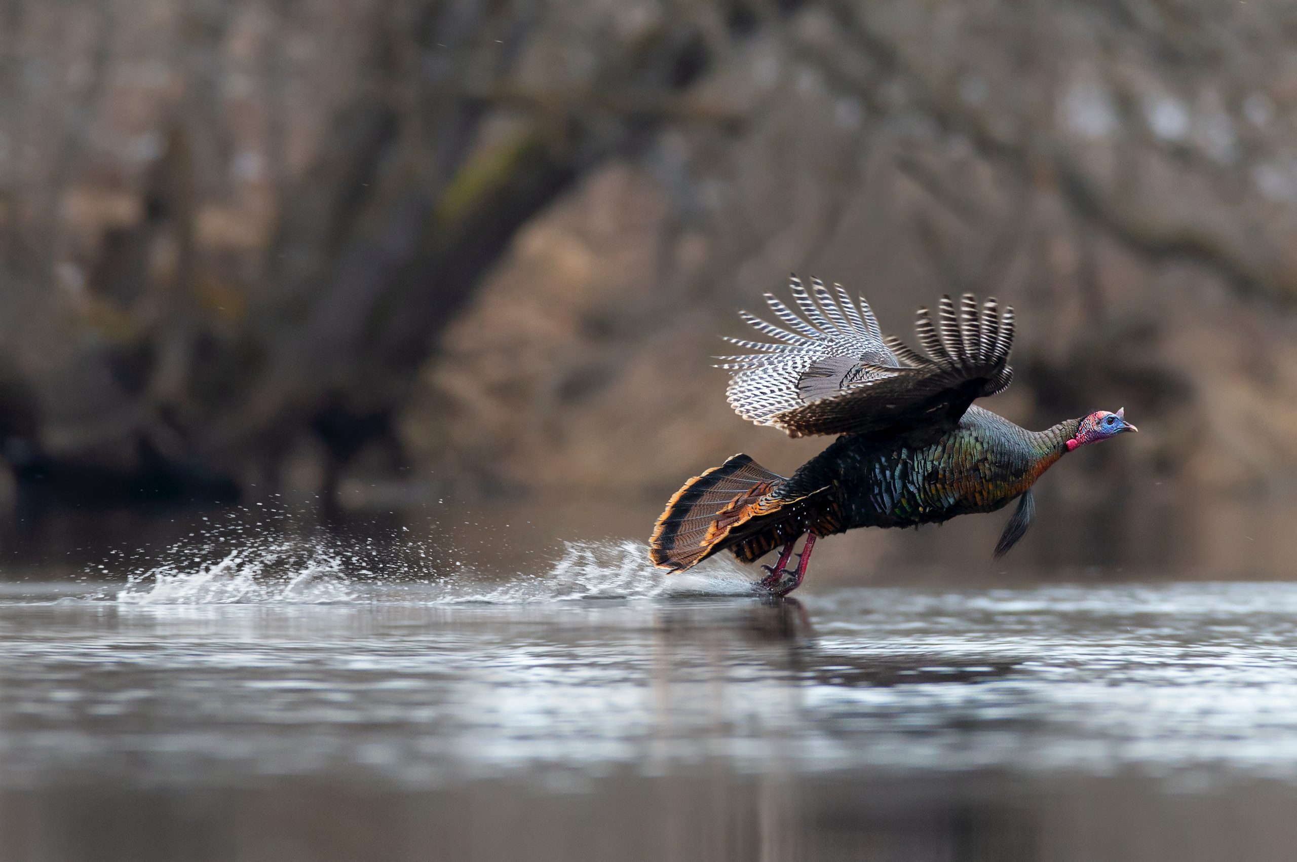 2025 NWTF Photo Contest Officially Open - The National Wild Turkey ...