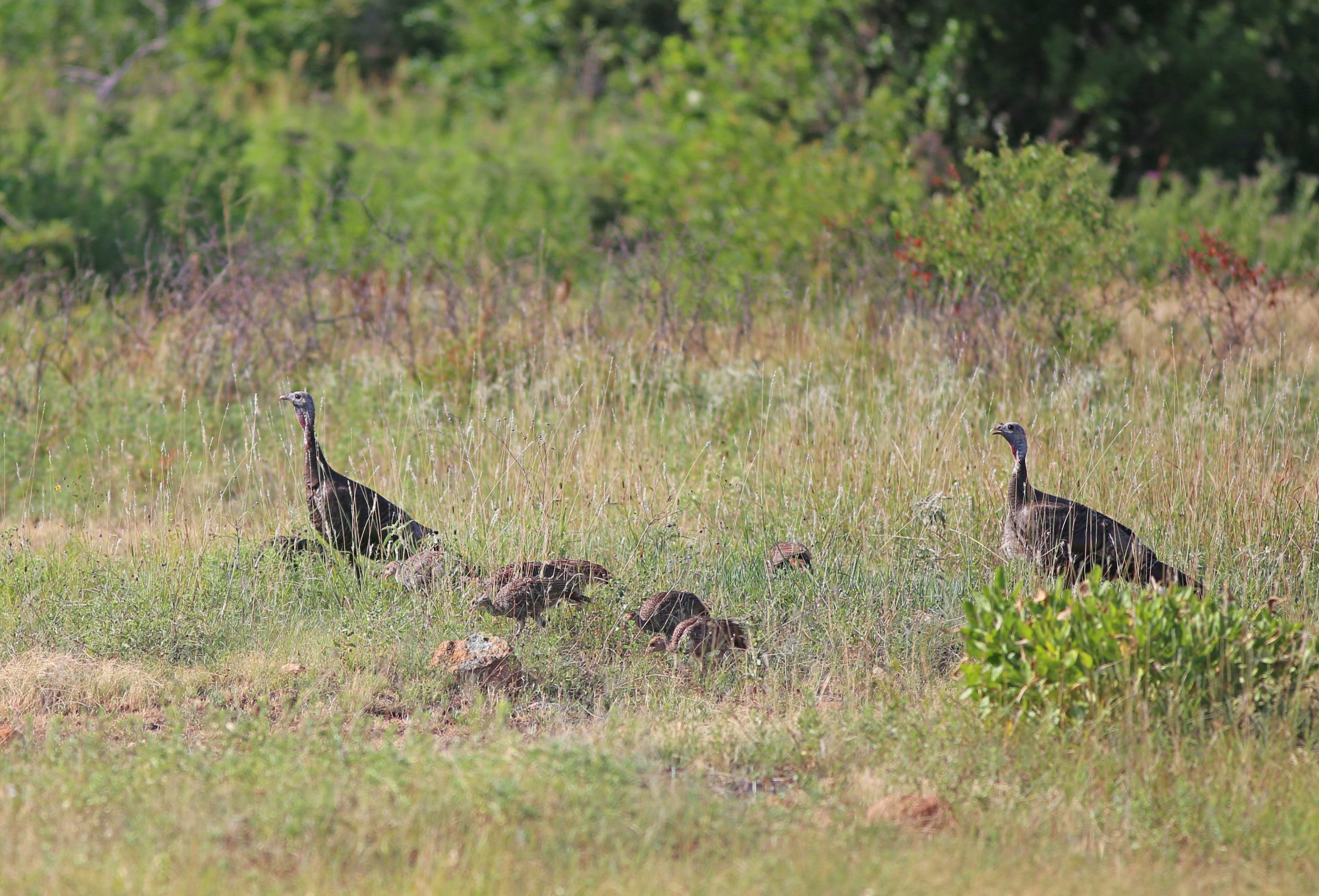 NWTF Funds Research for Modeling Turkey Habitat Suitability in East ...