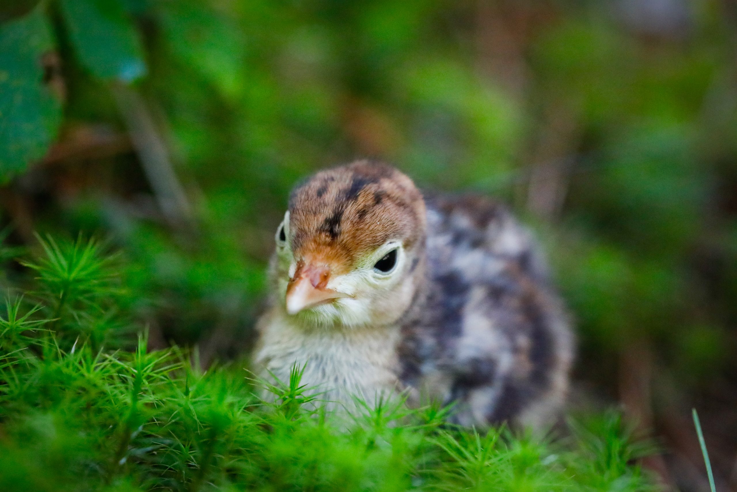 Alpha & Omega - The National Wild Turkey Federation