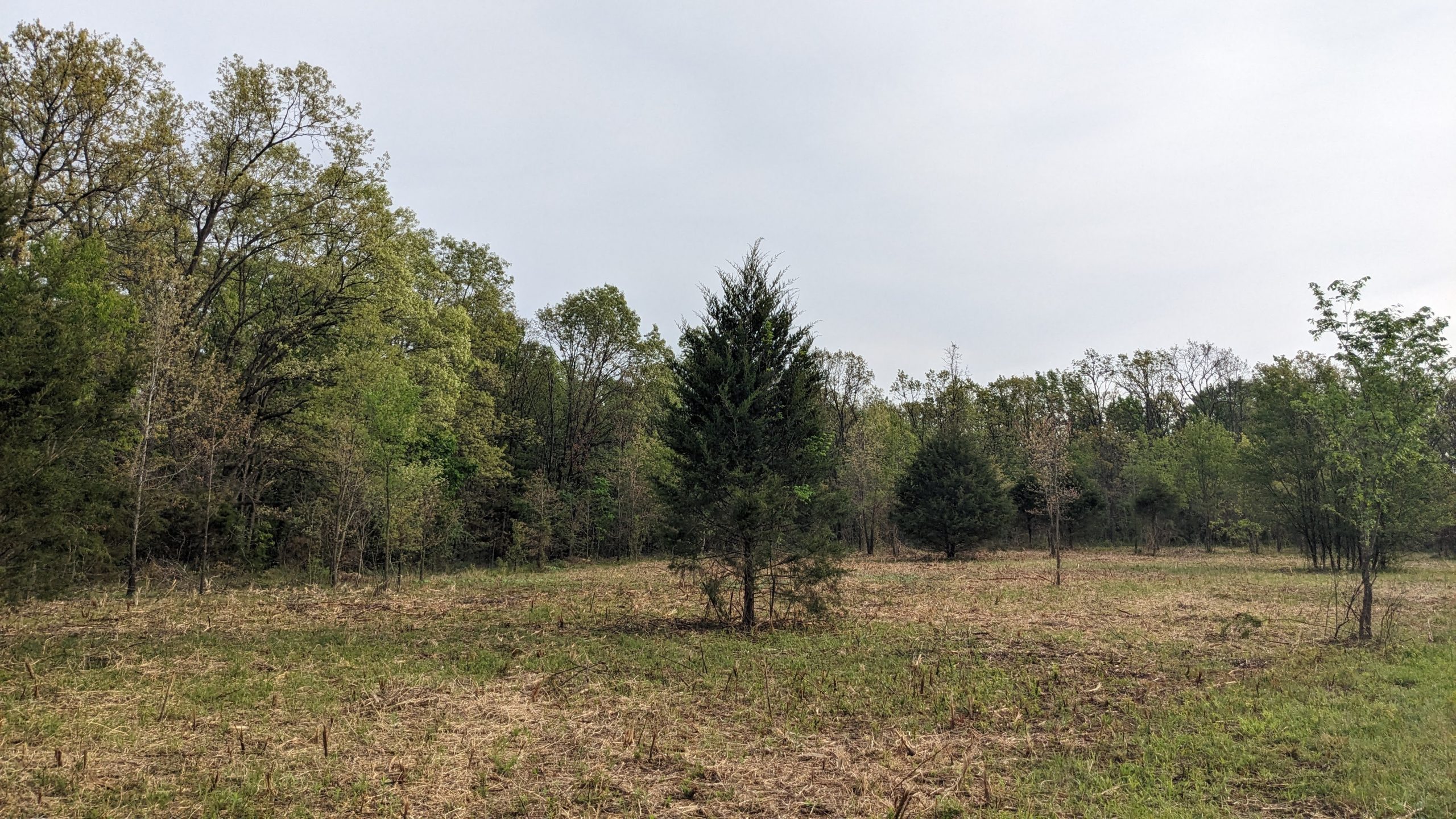Grassland Restoration Project Revitalizes Habitat in Missouri - The ...