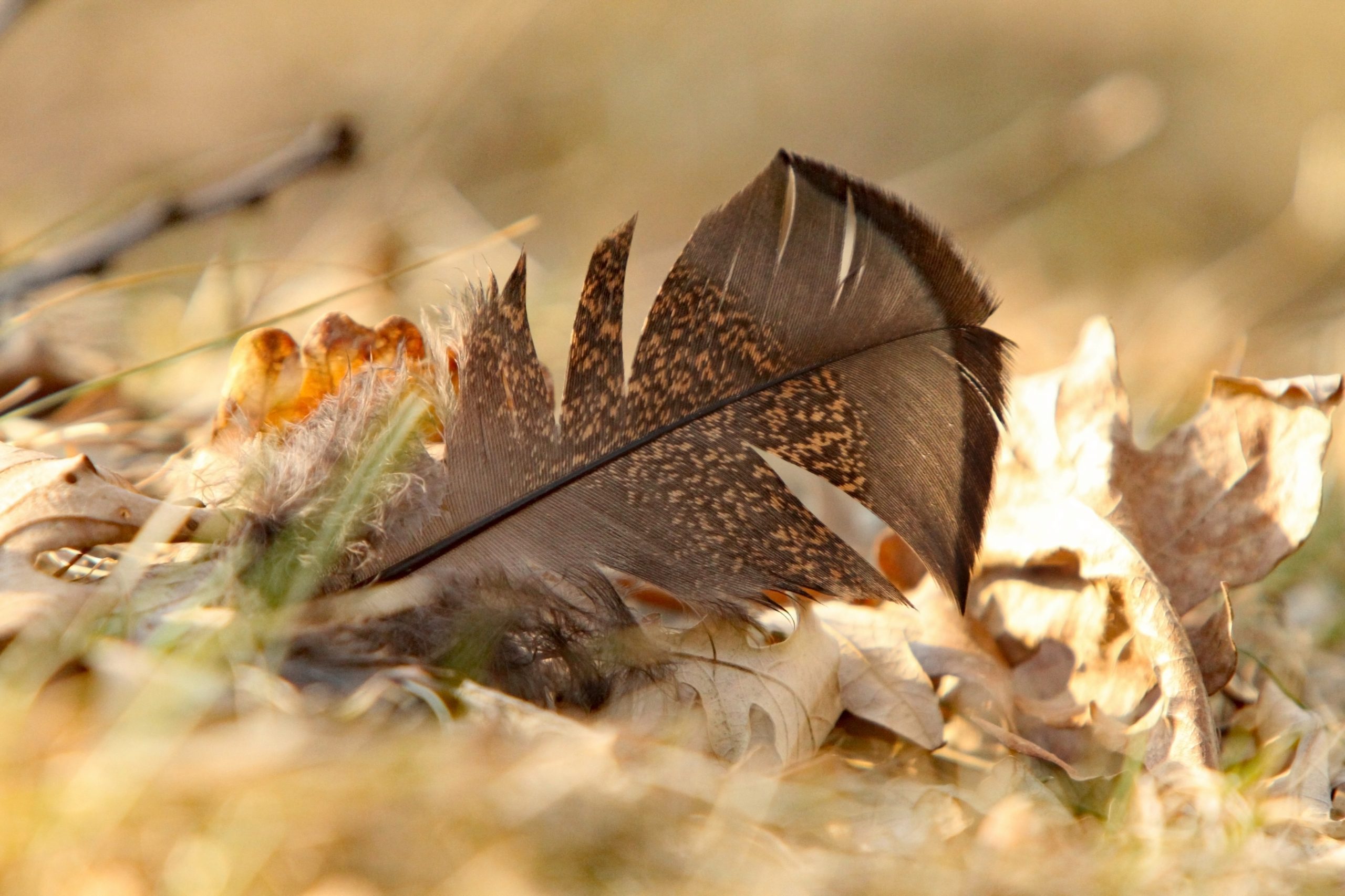 Piecing Together the Wild Turkey Puzzle: A Nationwide Look at Diet ...