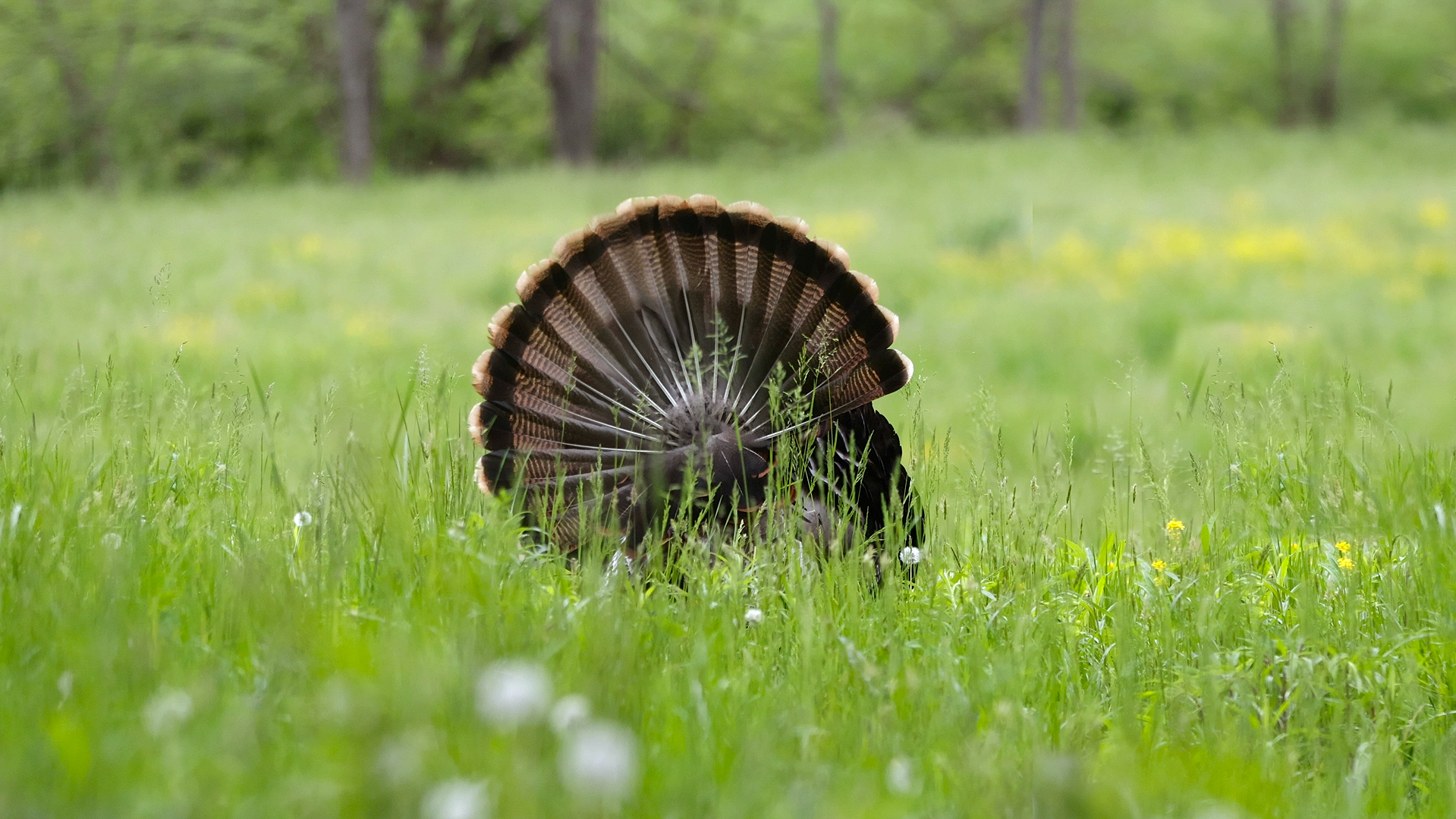 Austin Knight Foundation Donates to NWTF and TWRA - The National Wild ...