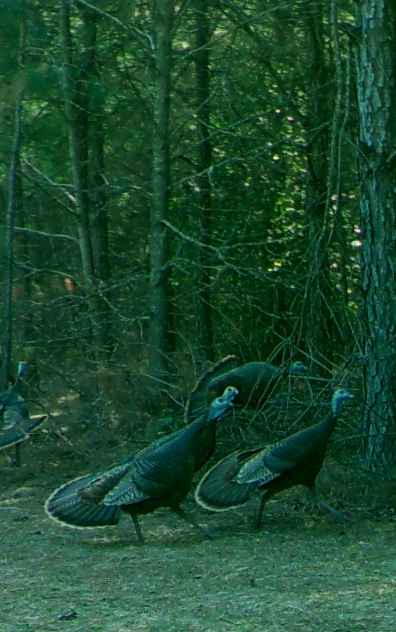 High-Tail It Outta There - The National Wild Turkey Federation