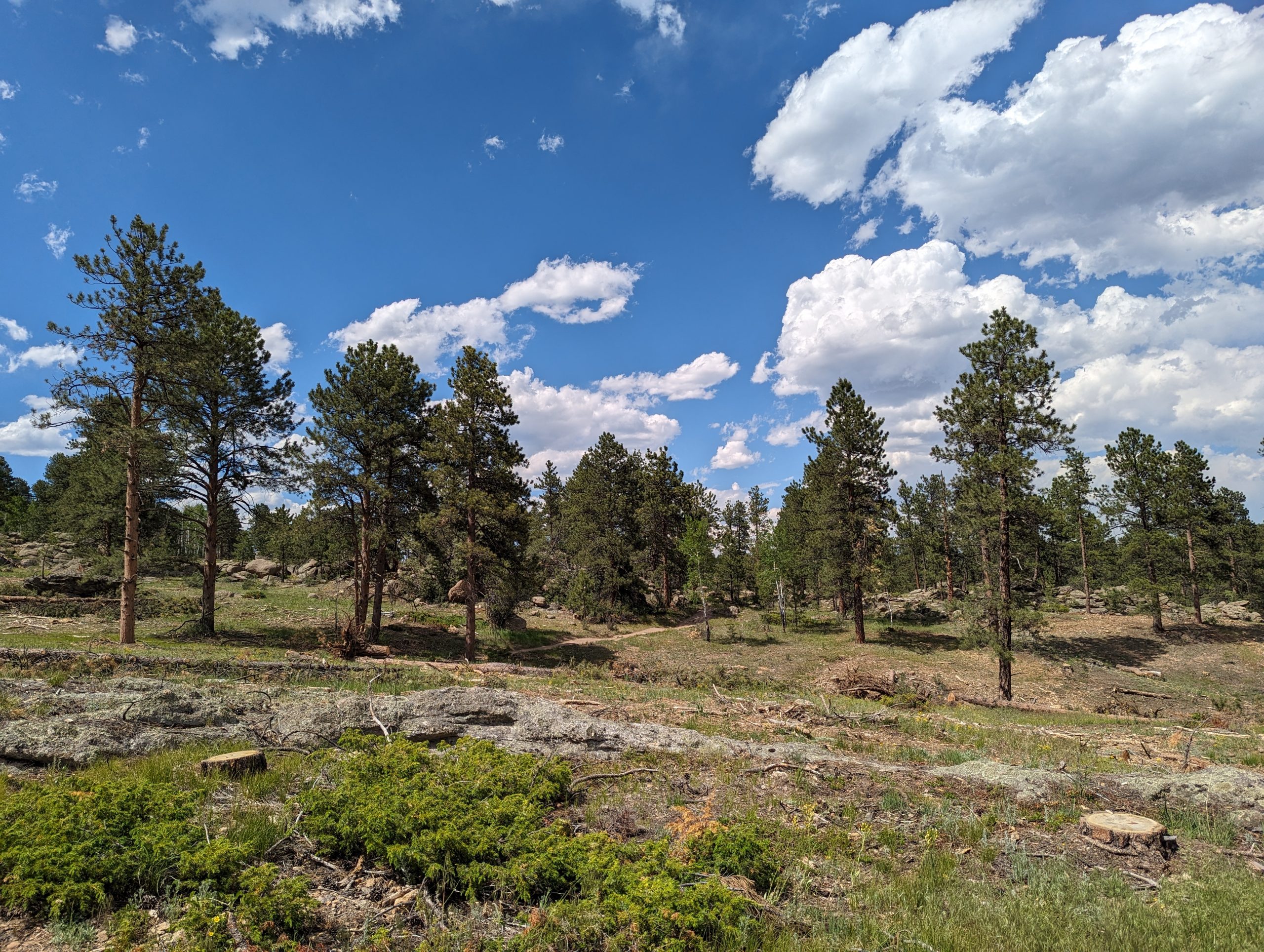 RMRI Hits Major Milestones - The National Wild Turkey Federation