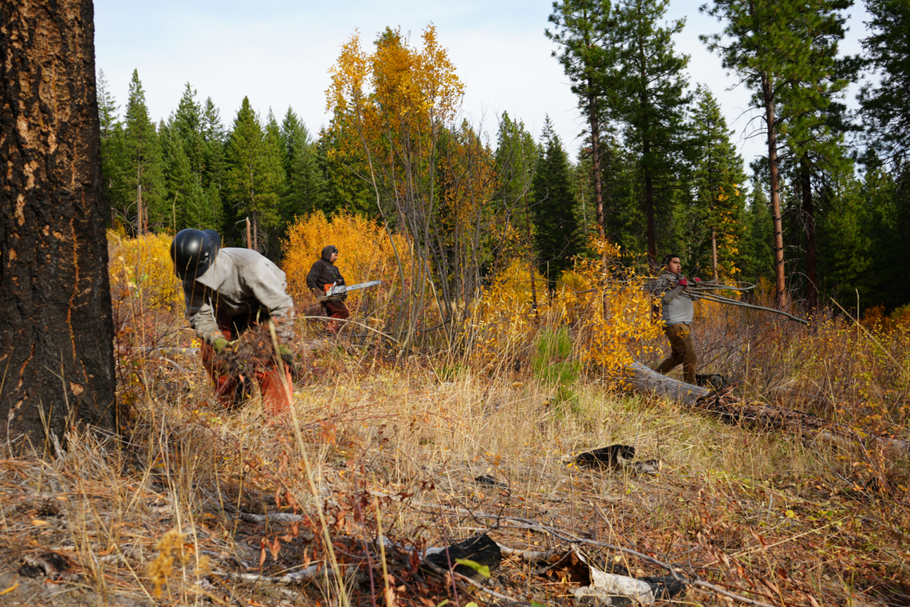 Wild Turkey Habitat Boosted in Washington’s Lake Wenatchee Forest - The ...