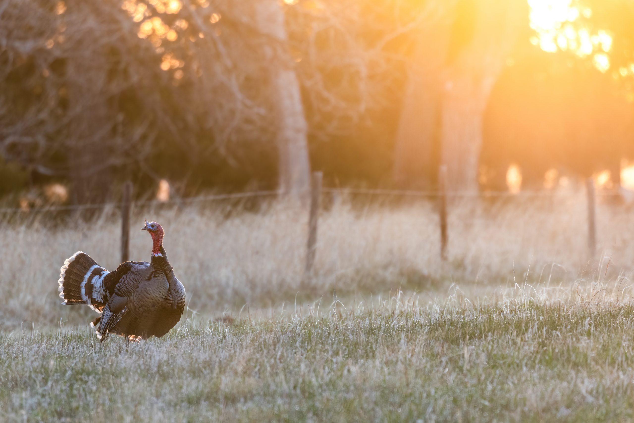 Shaping the Future of the Great Plains - The National Wild Turkey ...