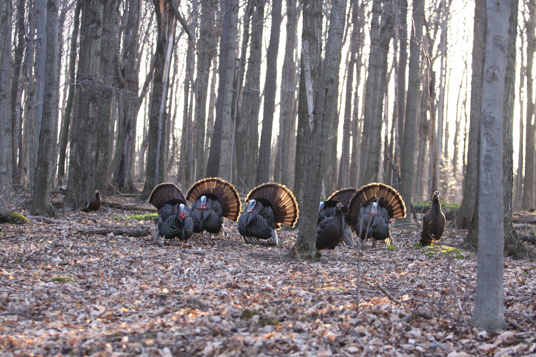 Ensuring the Future of Our Forests and Flocks - The National Wild ...