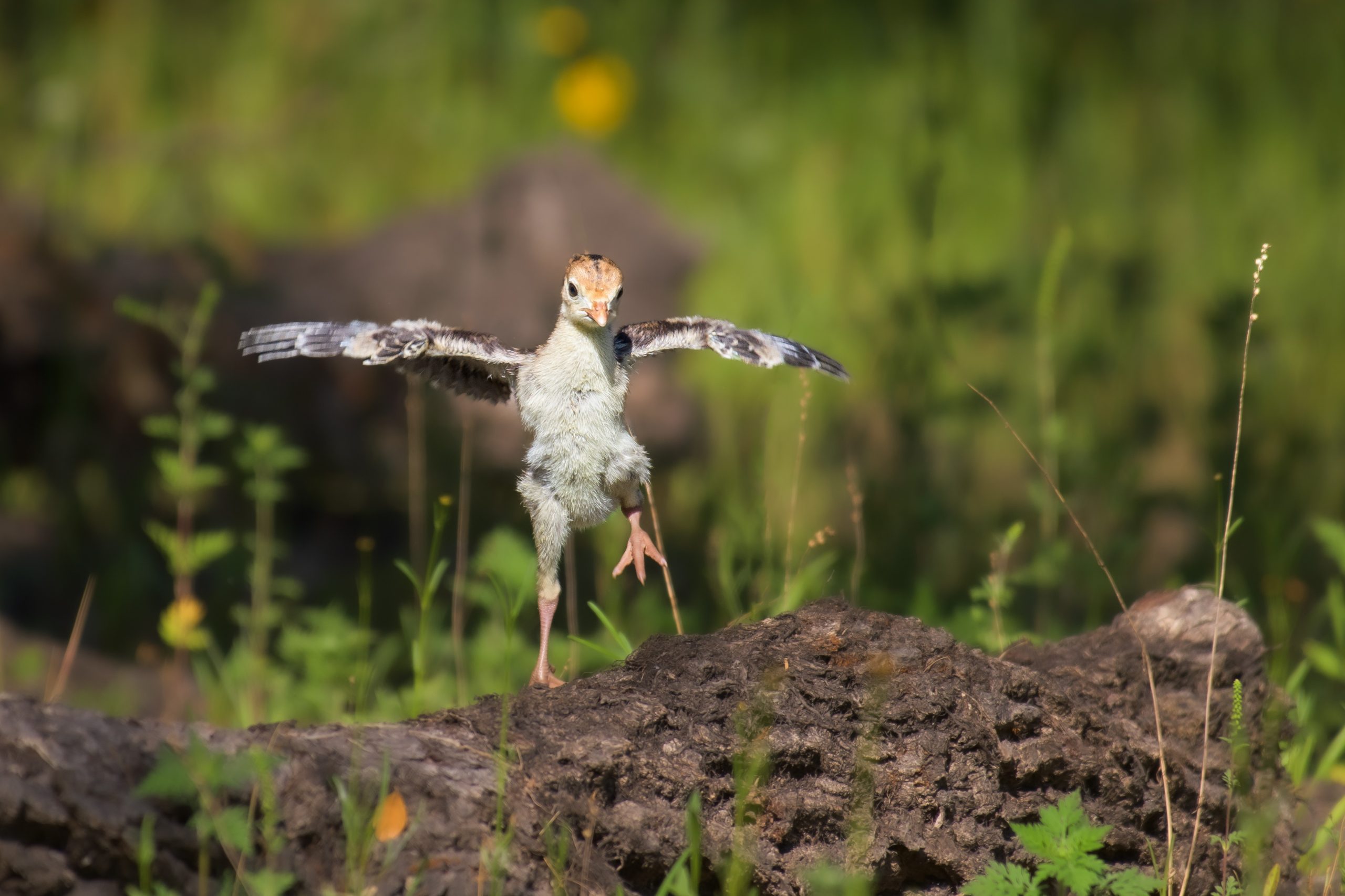 Hatching Healthy Habitats: NWTF’s Southeastern Habitat for the Hatch ...
