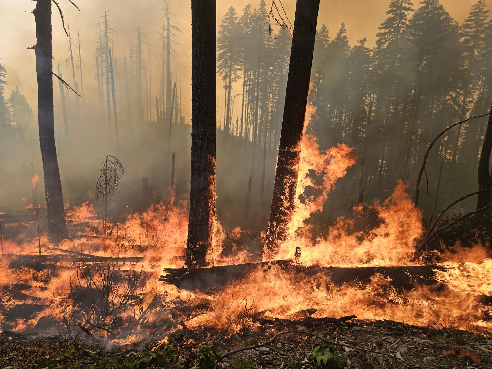 Do Your Part: Prevent Wildfire - The National Wild Turkey Federation