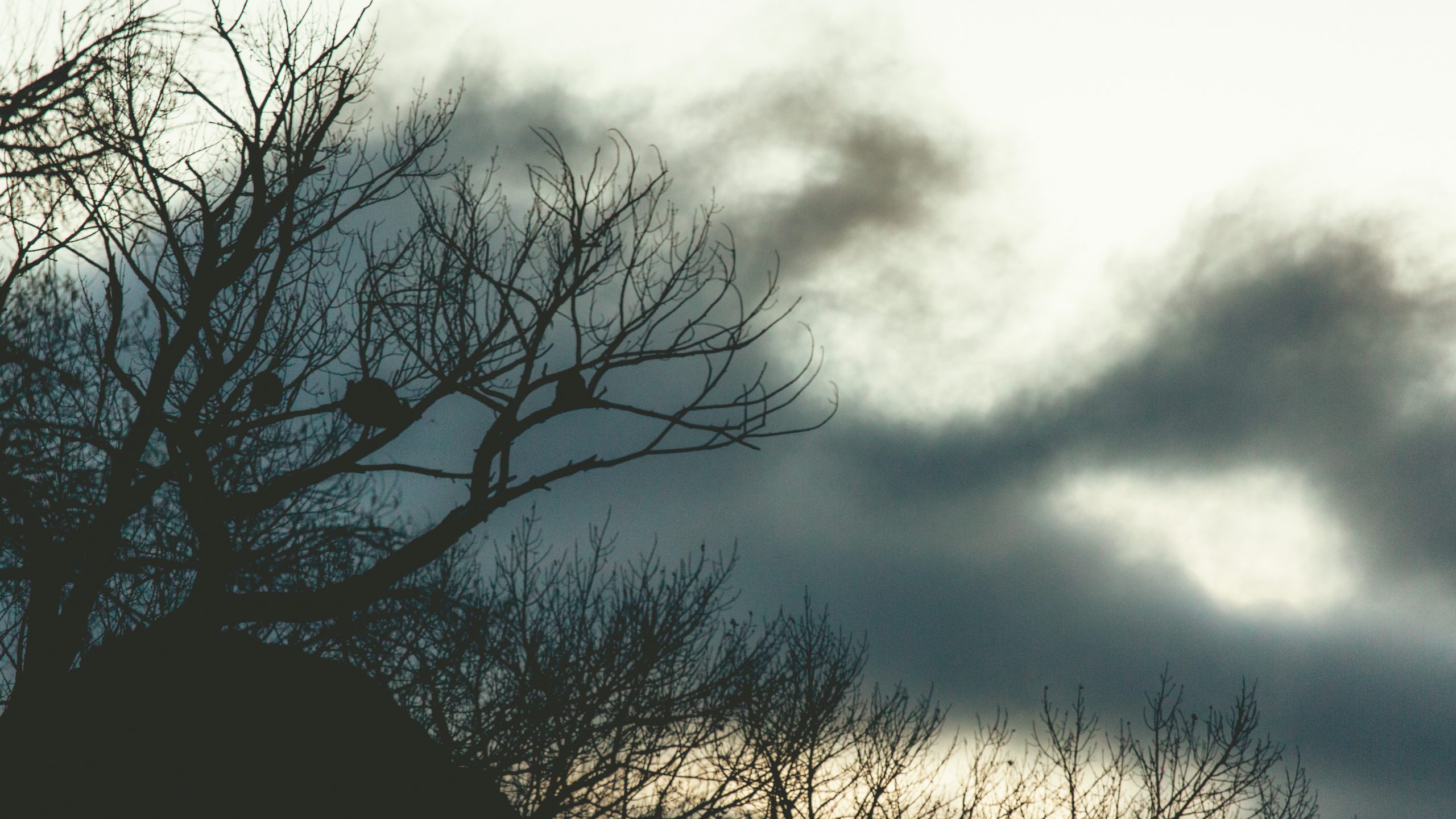 Plan to Roost - The National Wild Turkey Federation