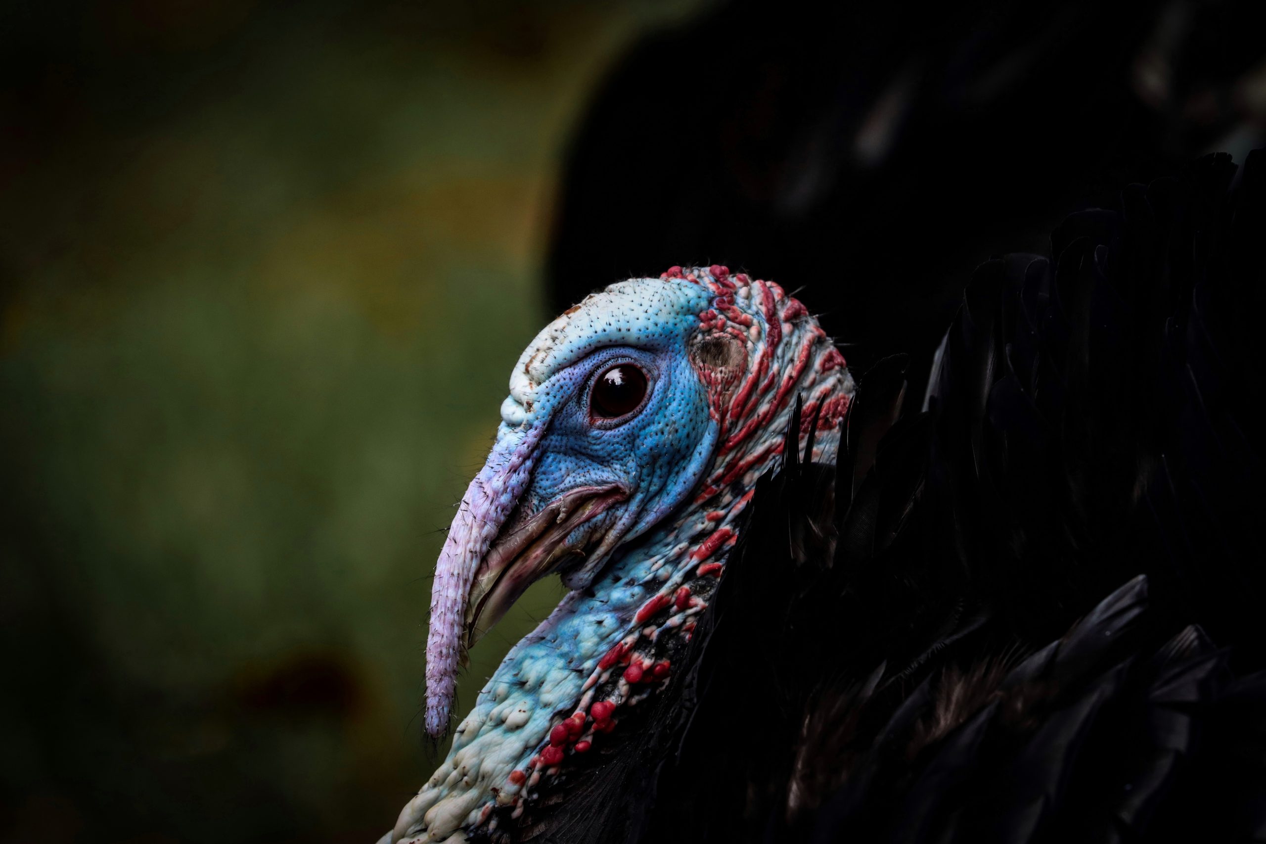 Turkey Vision - The National Wild Turkey Federation