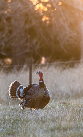 Shaping the Future of the Great Plains - The National Wild Turkey ...