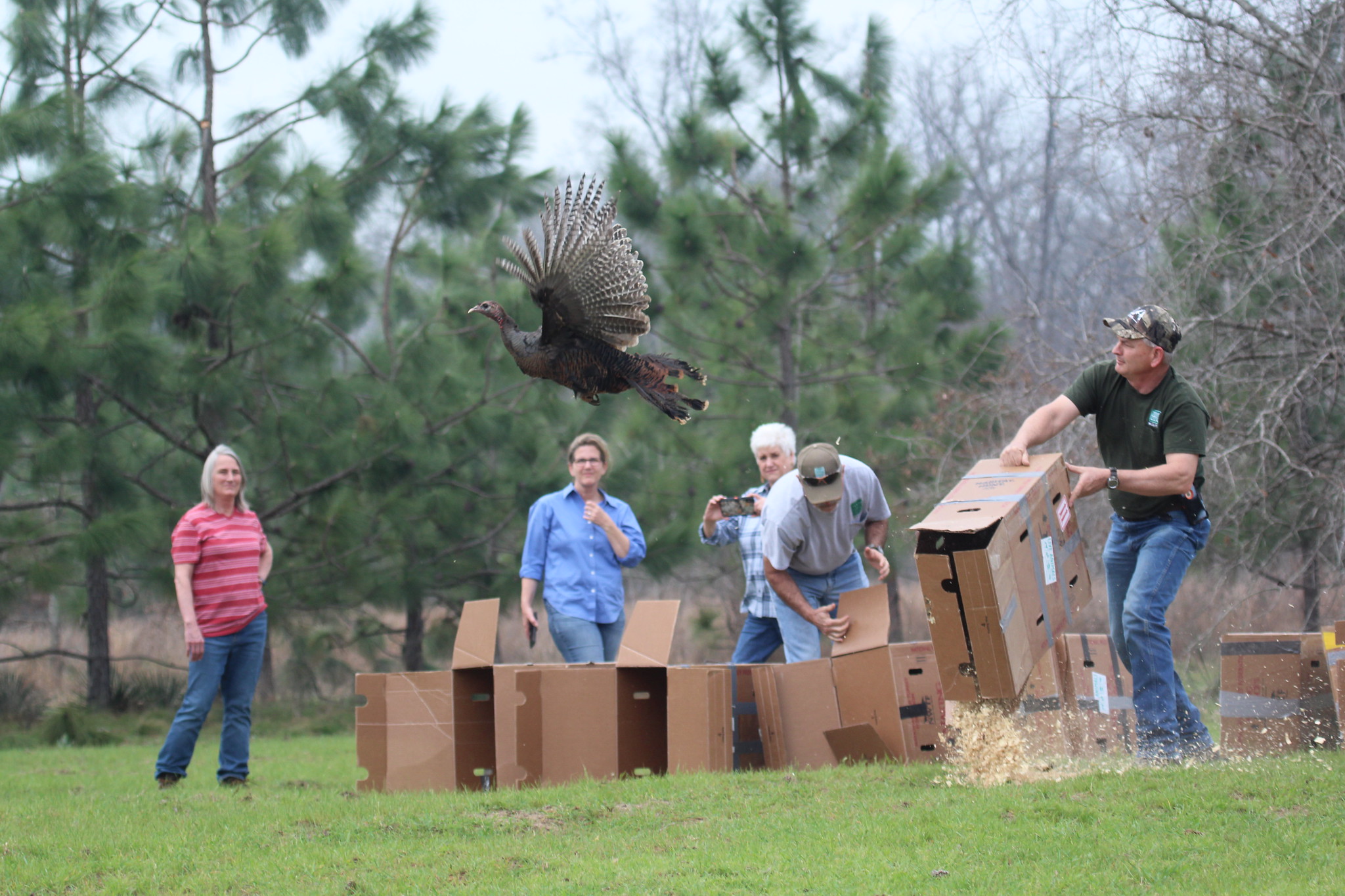 A Changing World: Why Wild Turkey Research Matters - The National Wild ...