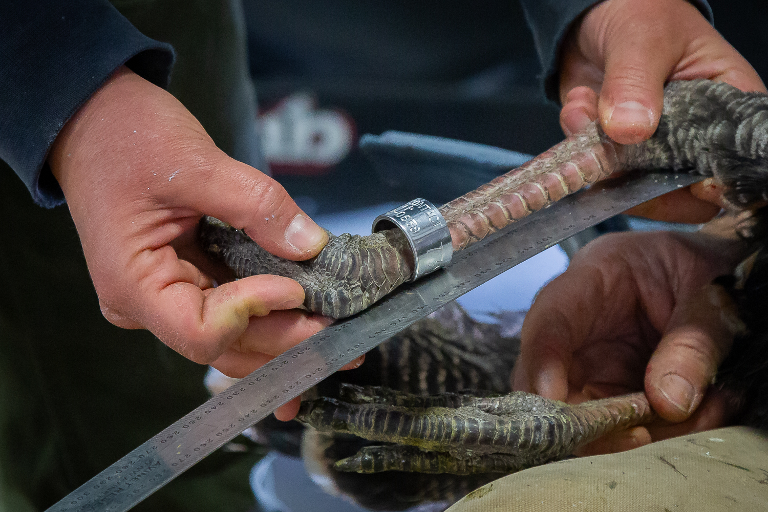 NWTF Establishes Groundbreaking Wild Turkey Research Position - The ...