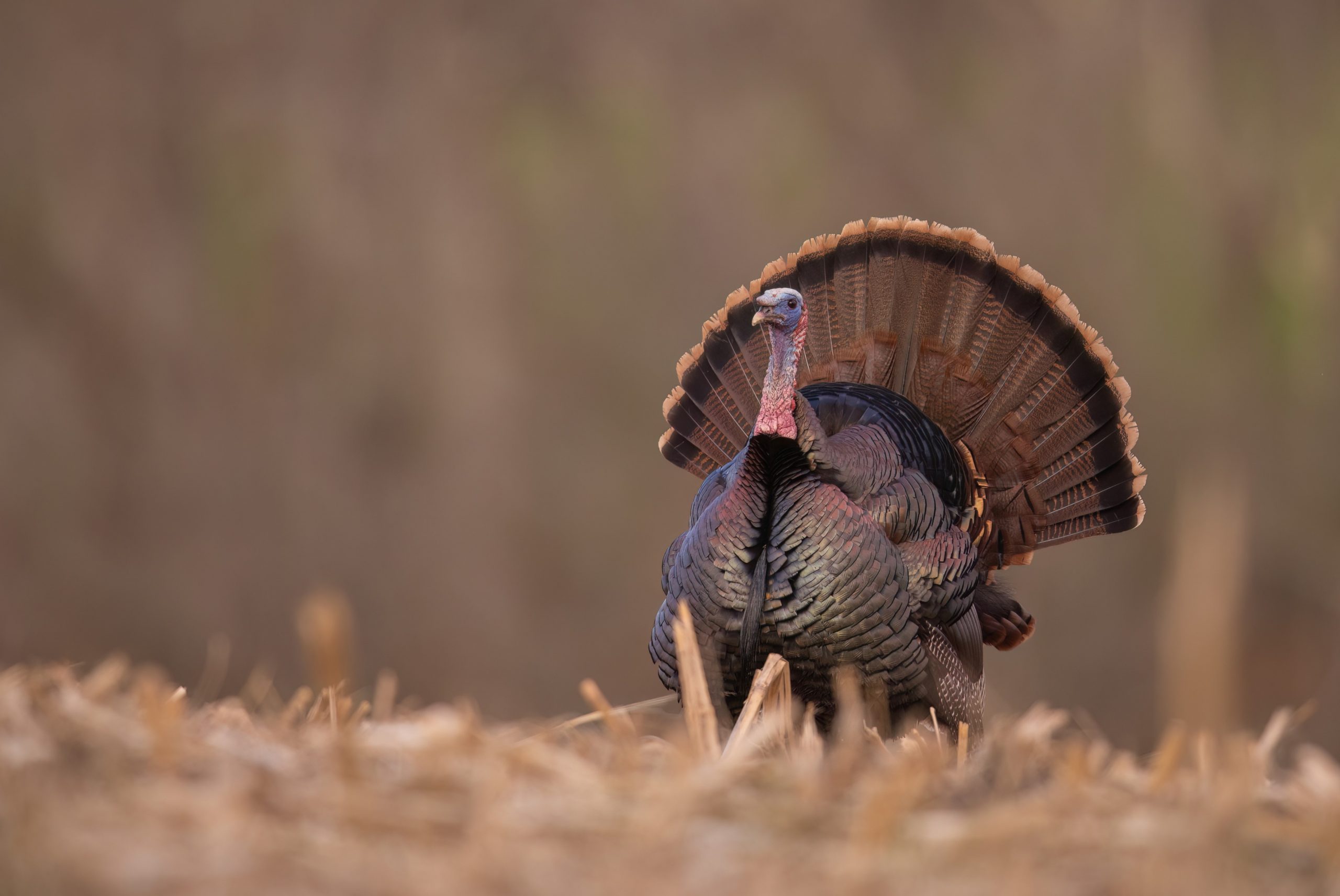 NWTF Missouri Commits $263,231 for Mission Delivery in 2026 - The ...