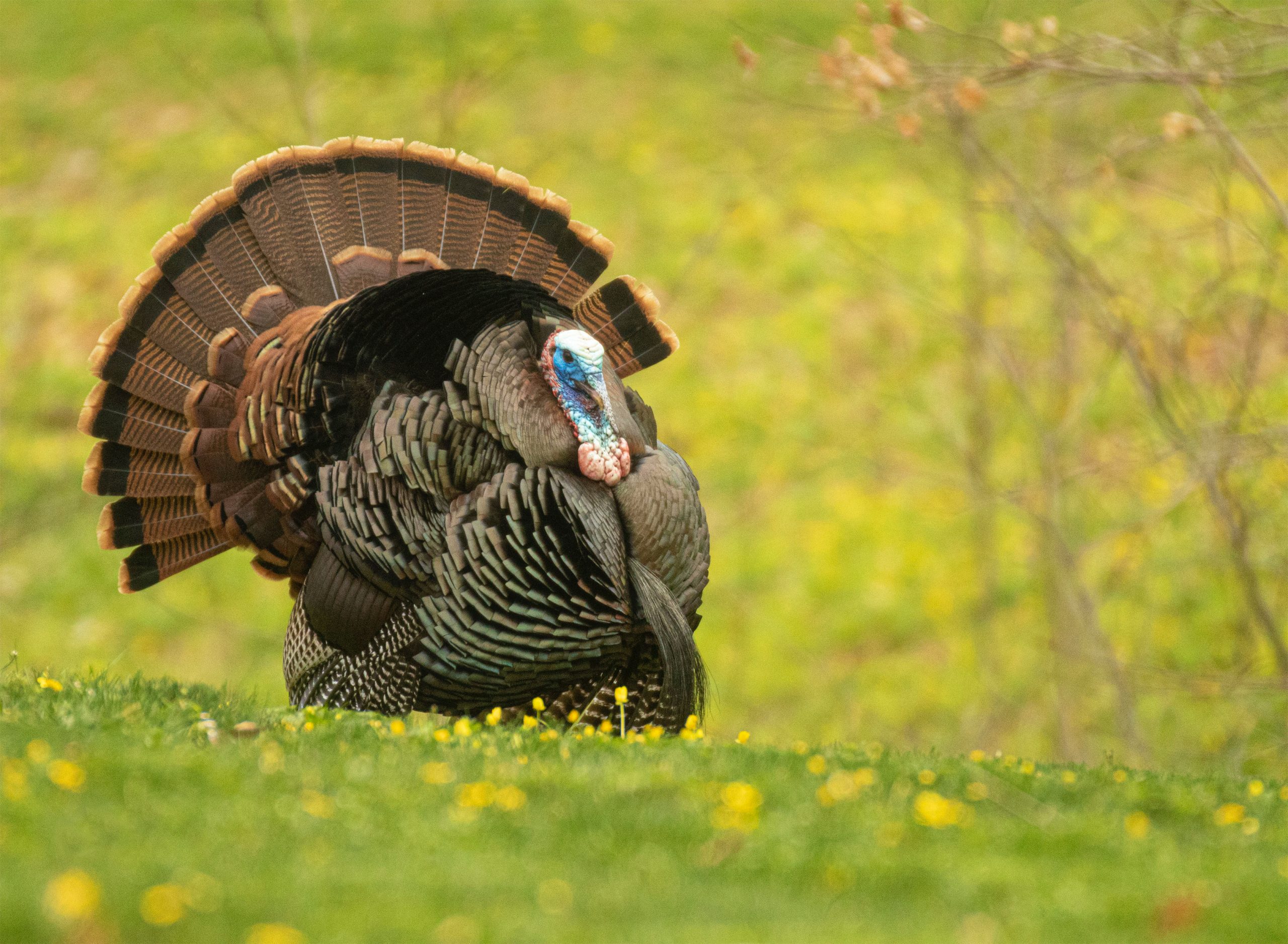 NWTF Alabama, Partners Set to Spend over $1.8 Million for Mission ...