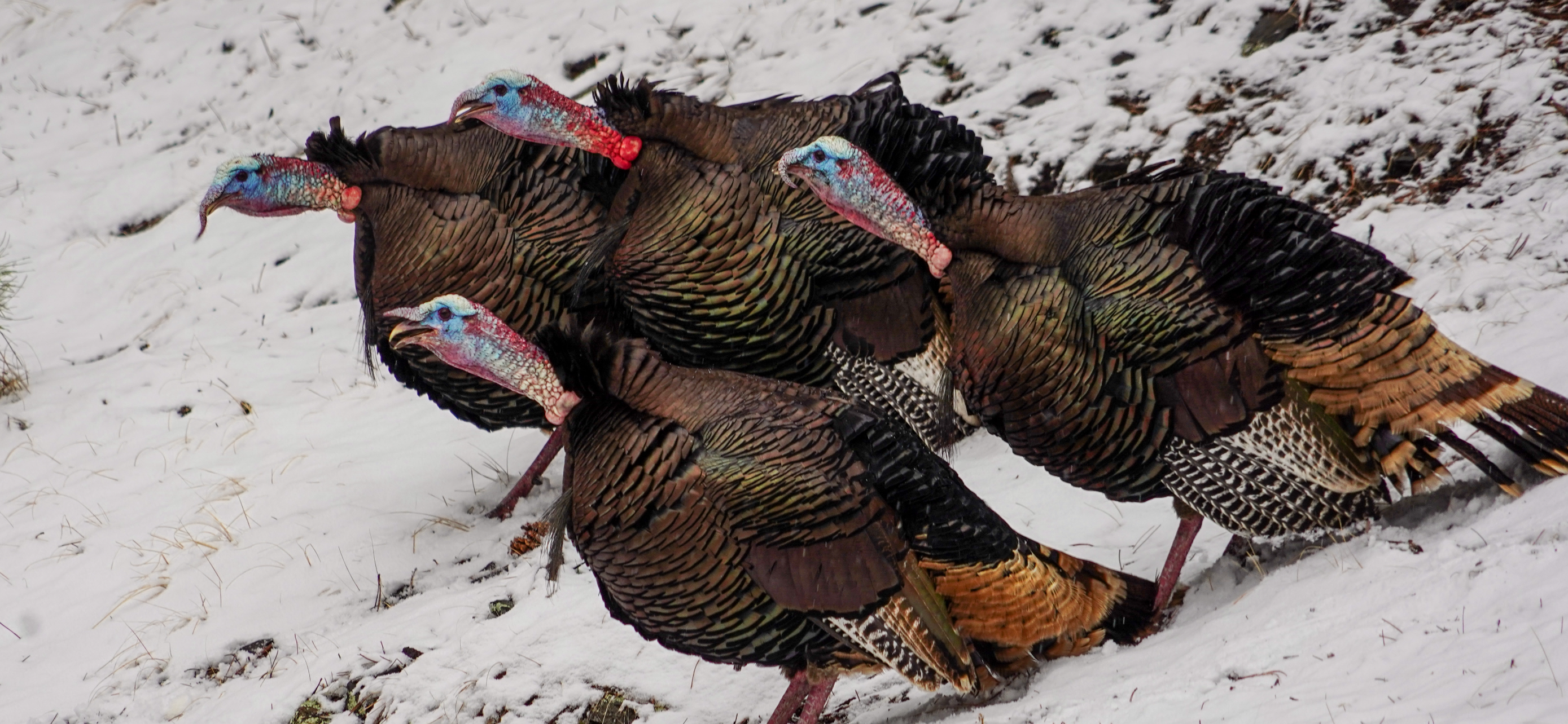 NWTF Supports Wildlife Science at TWS Annual Meeting - The National ...