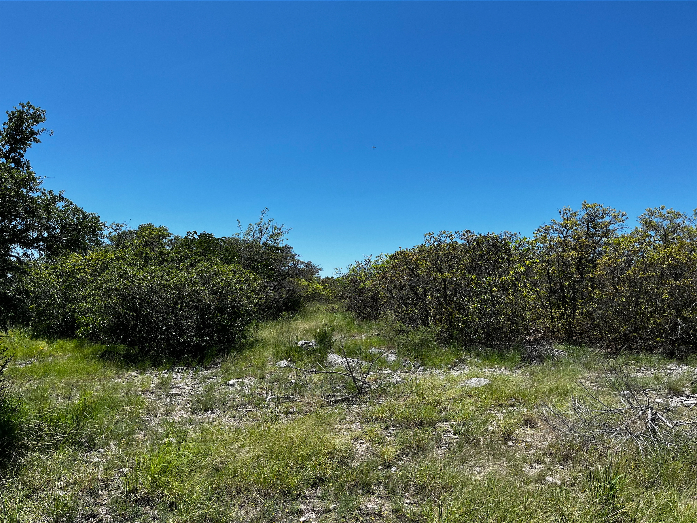 NWTF and TPWD Complete Wild Turkey Project at Kerr WMA - The National ...